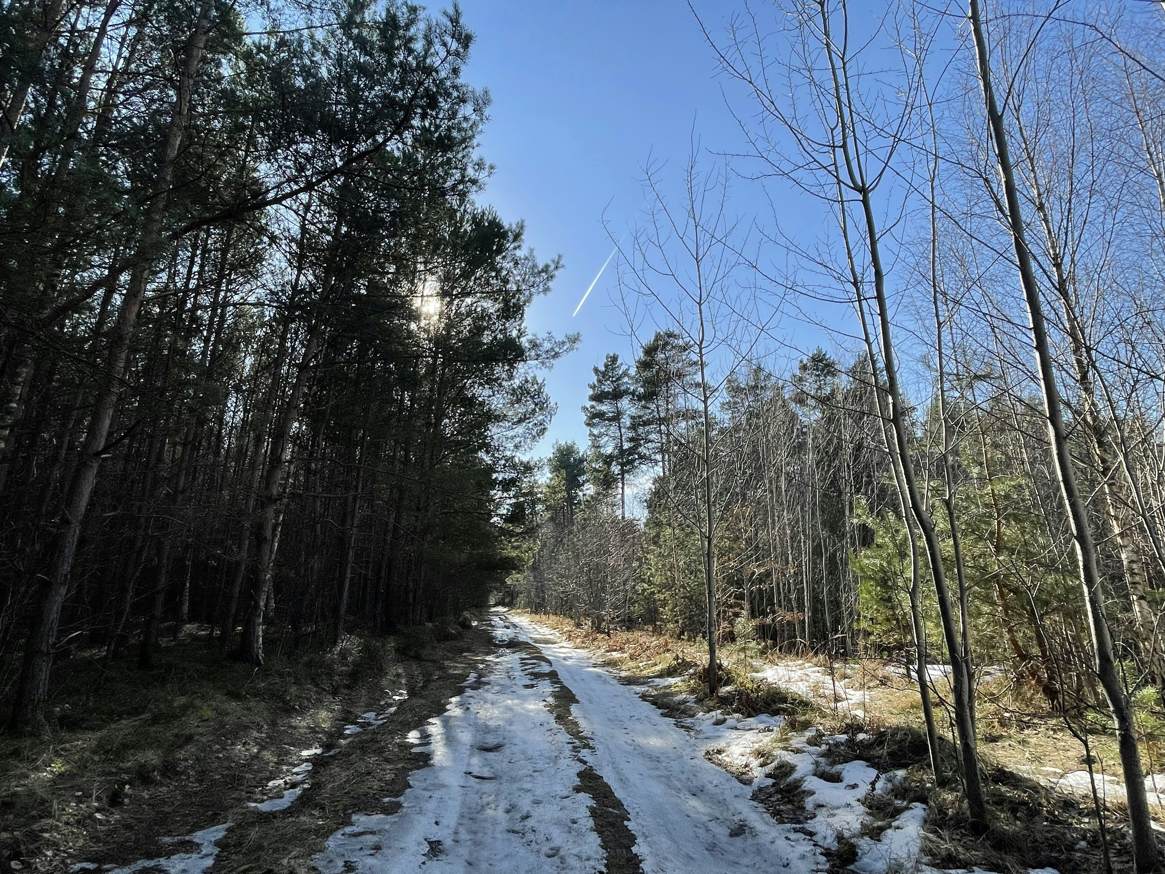 Snowy forest trail under a clear spring sky