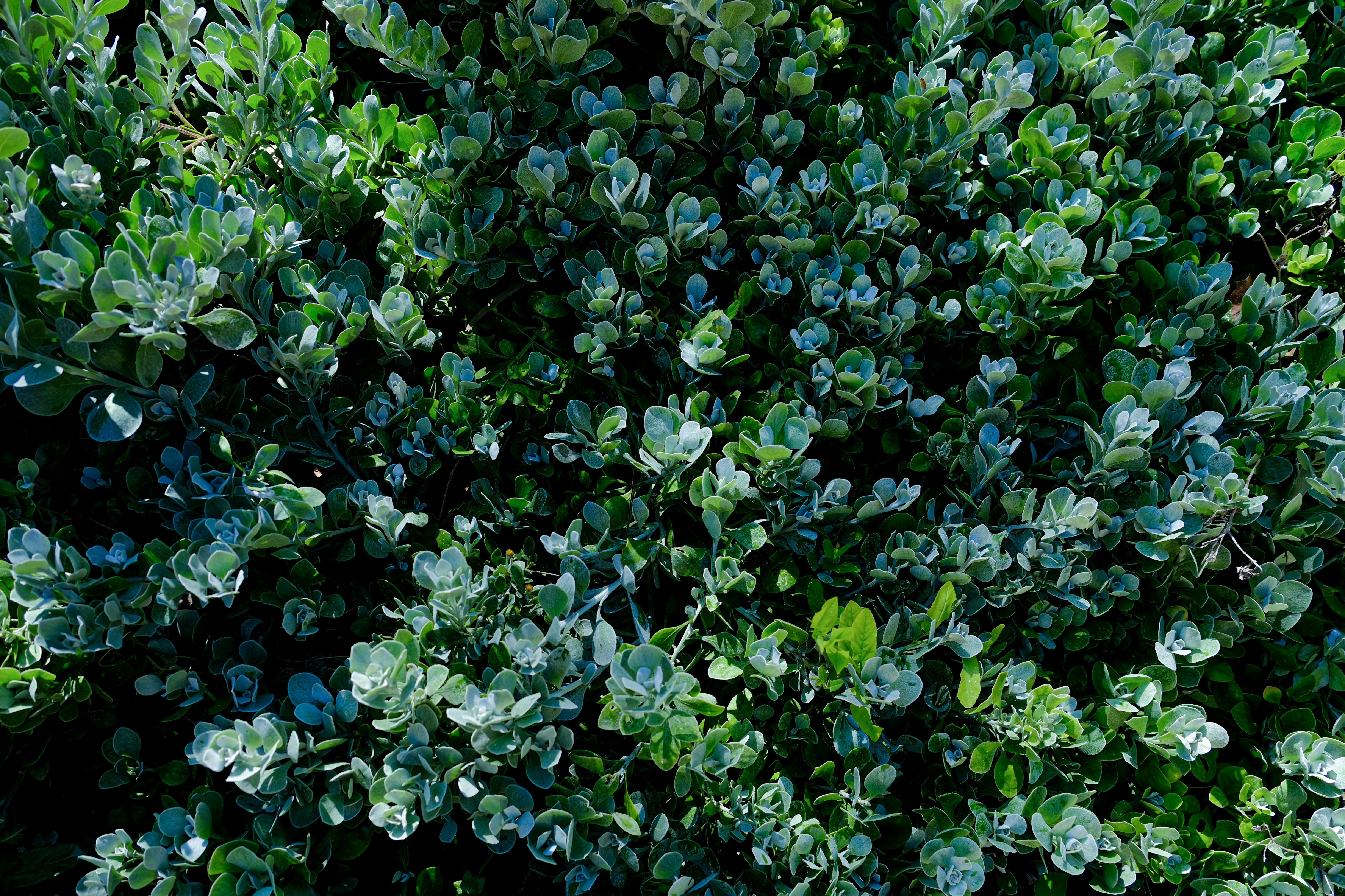 Verdant Mosaic: Close-Cropped Foliage in Even Light