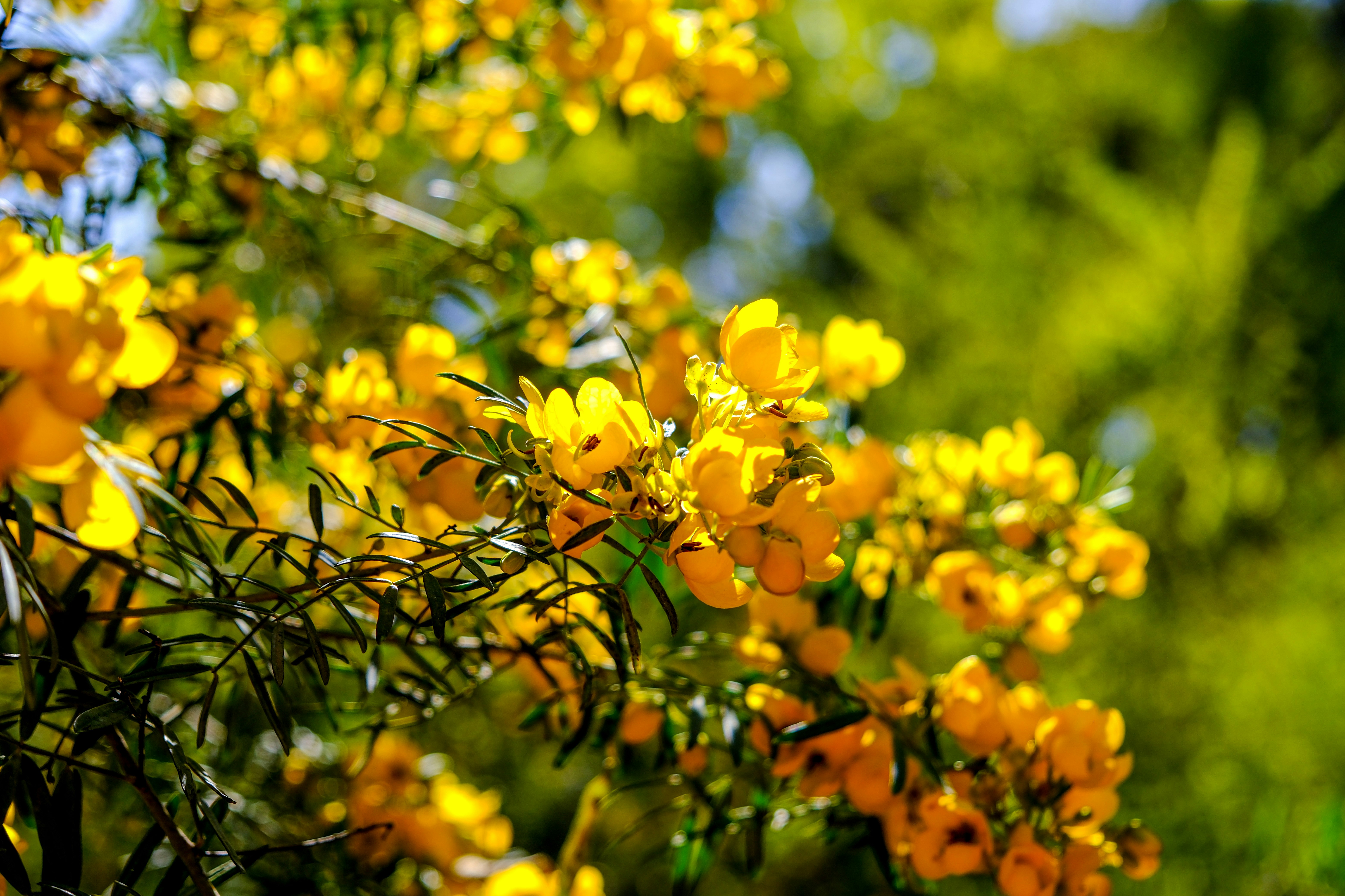Sunlit Golden Blooms: A Burst of Spring Color