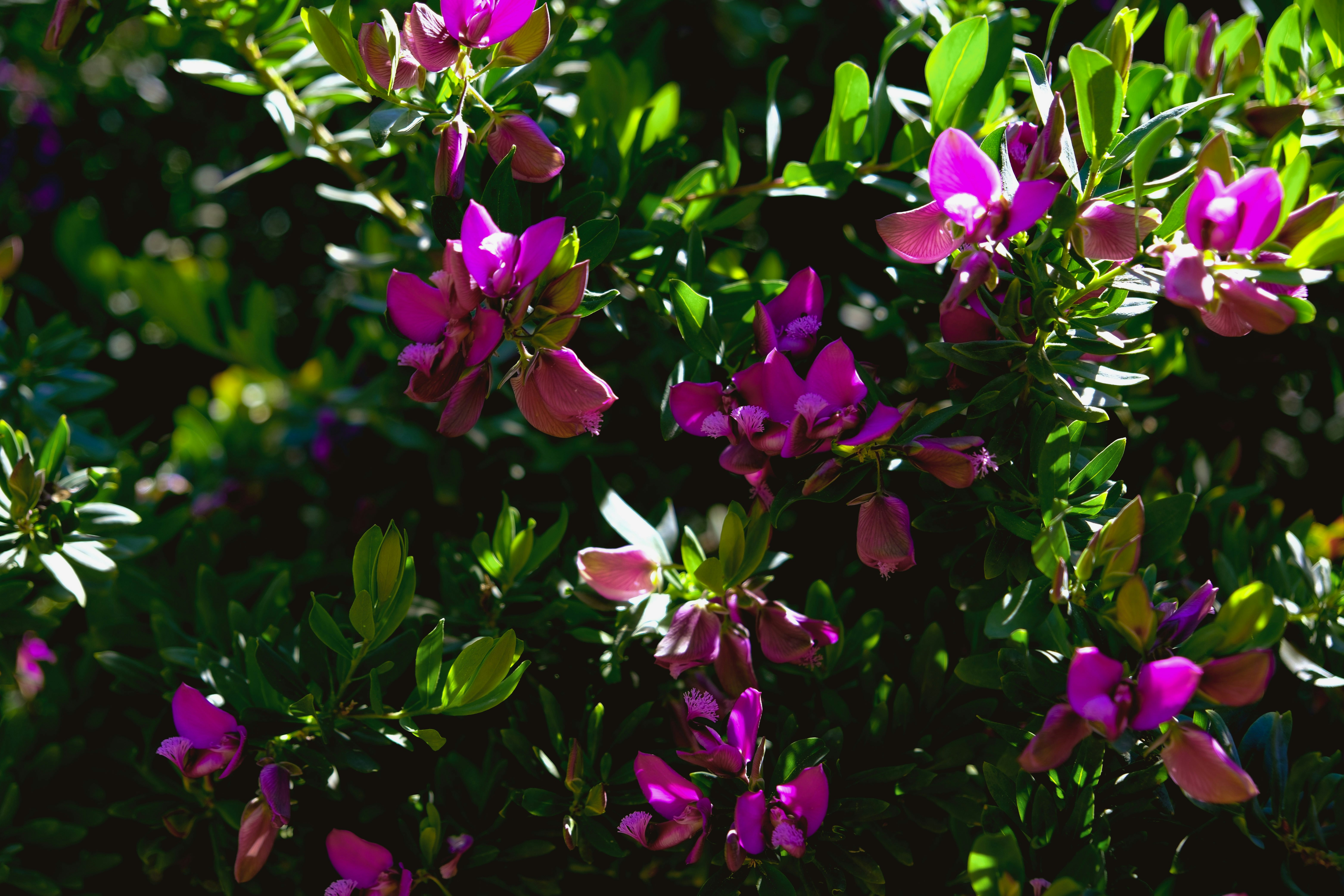 Magenta Blooms in Sunlit Foliage
