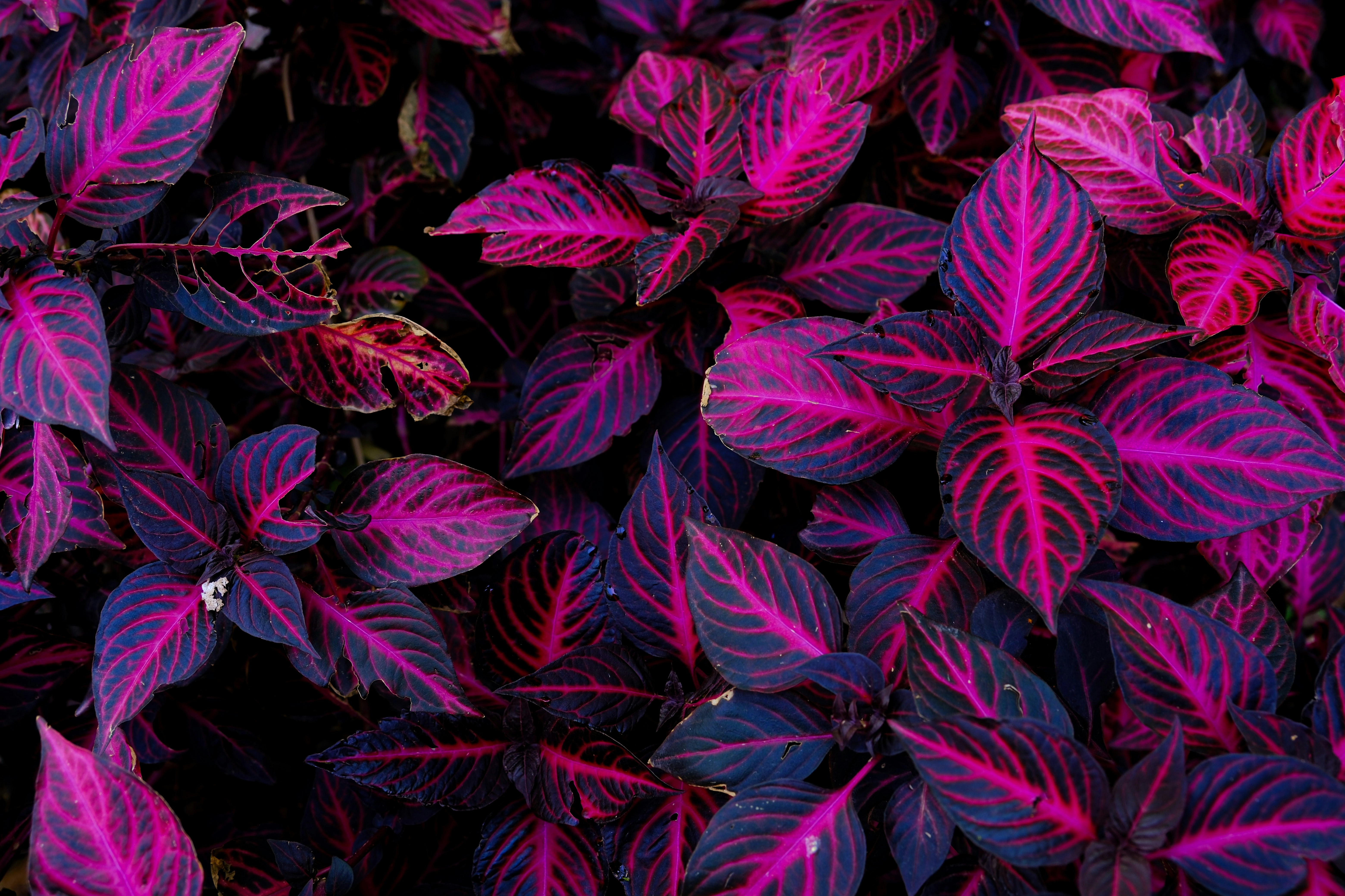Neon Leaves: A Velvet Quilt of Pink and Indigo