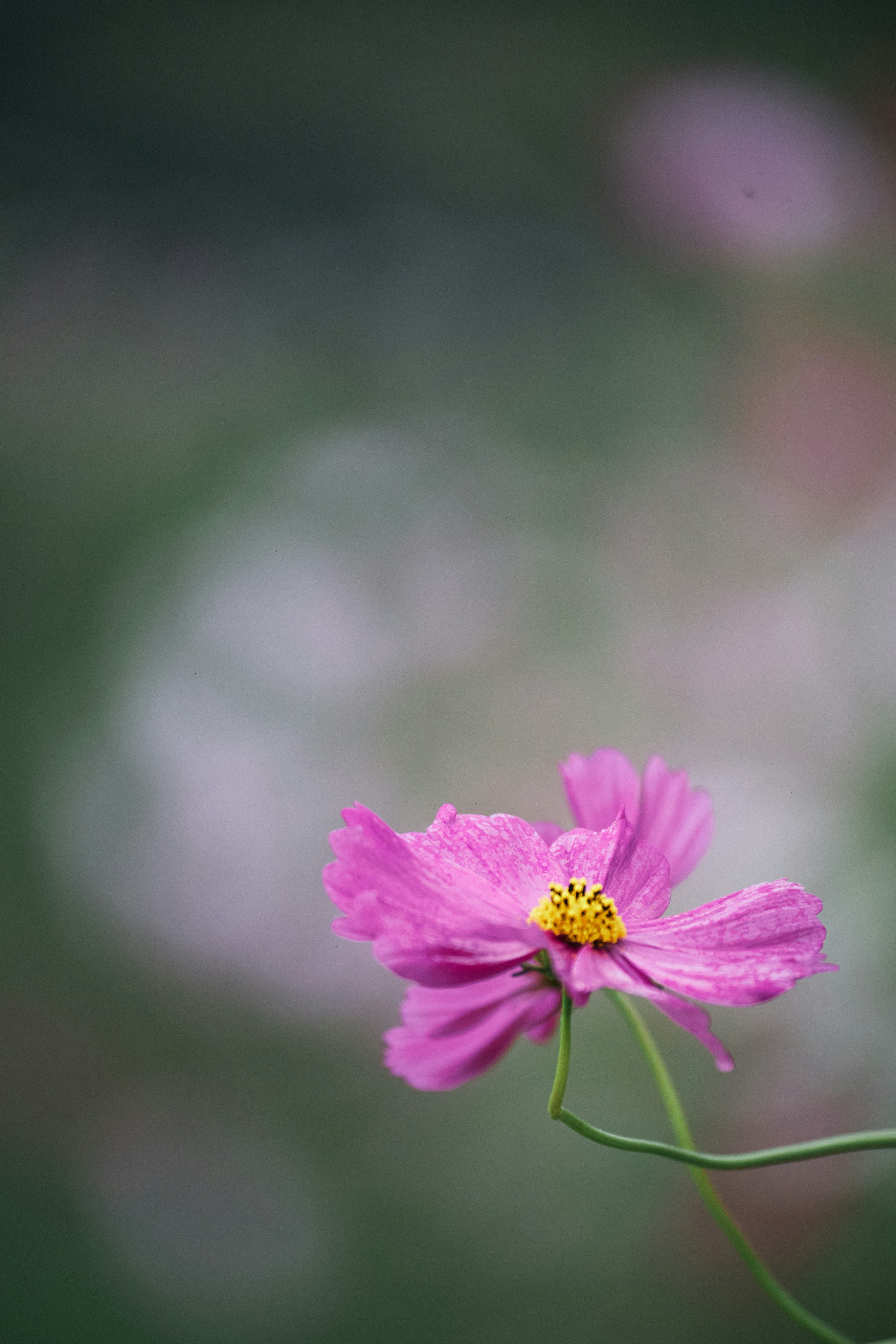 Pink Cosmos in Soft Focus: A Portrait of Delicate Petals