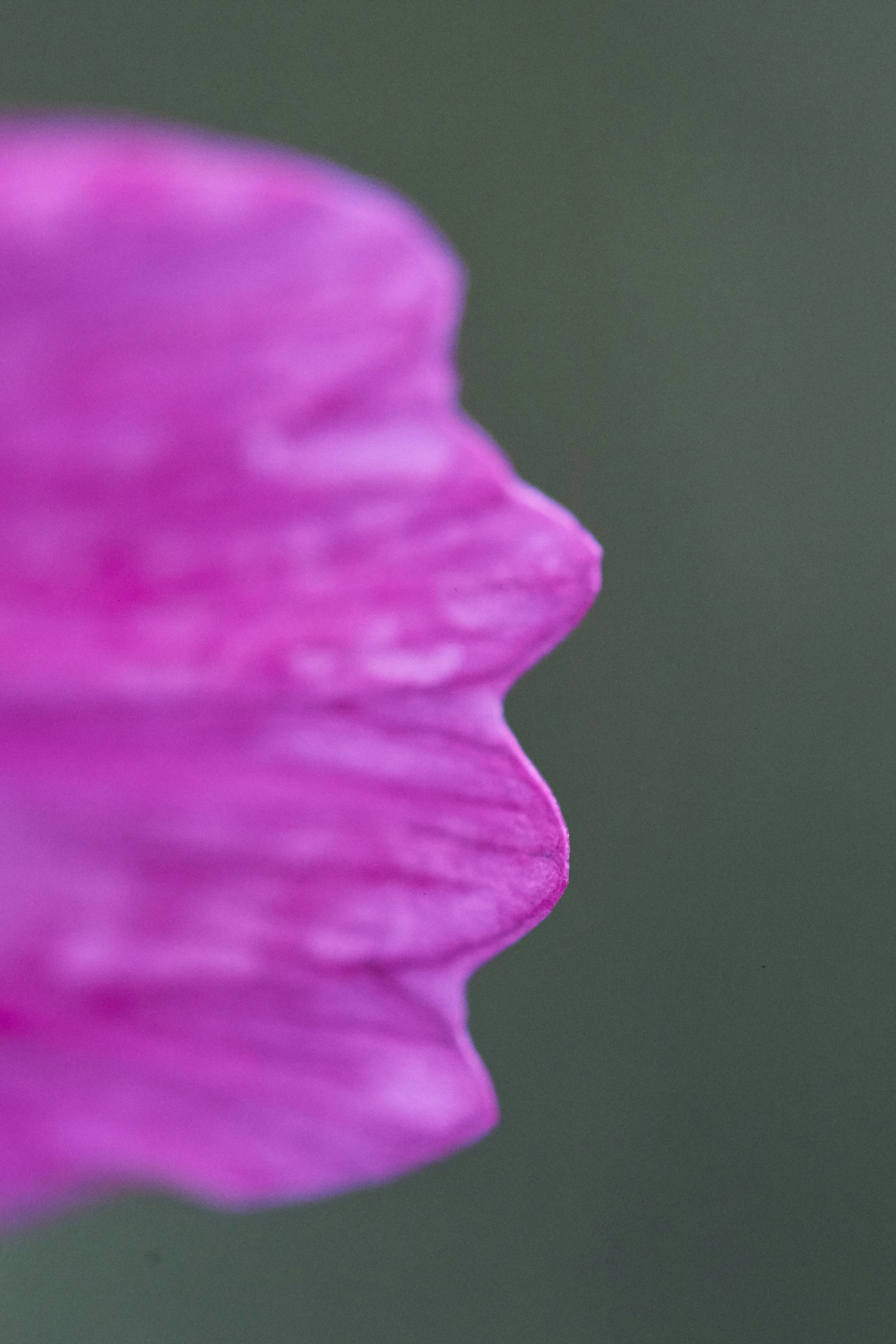 Close-Up of a Magenta Petal: Texture and Edge as Color Field