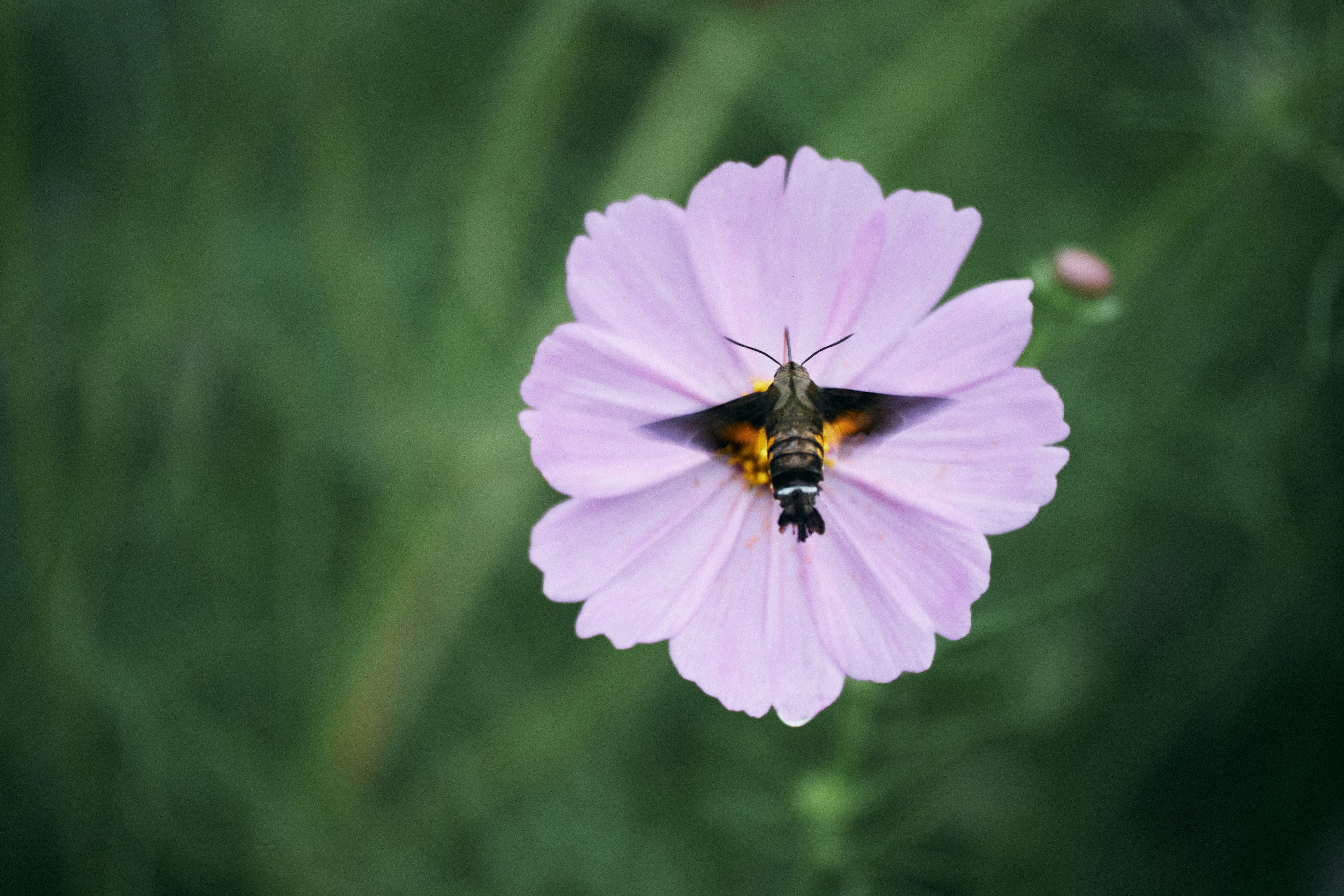 Hovering Grace: A Bee Pauses on Violet Petals