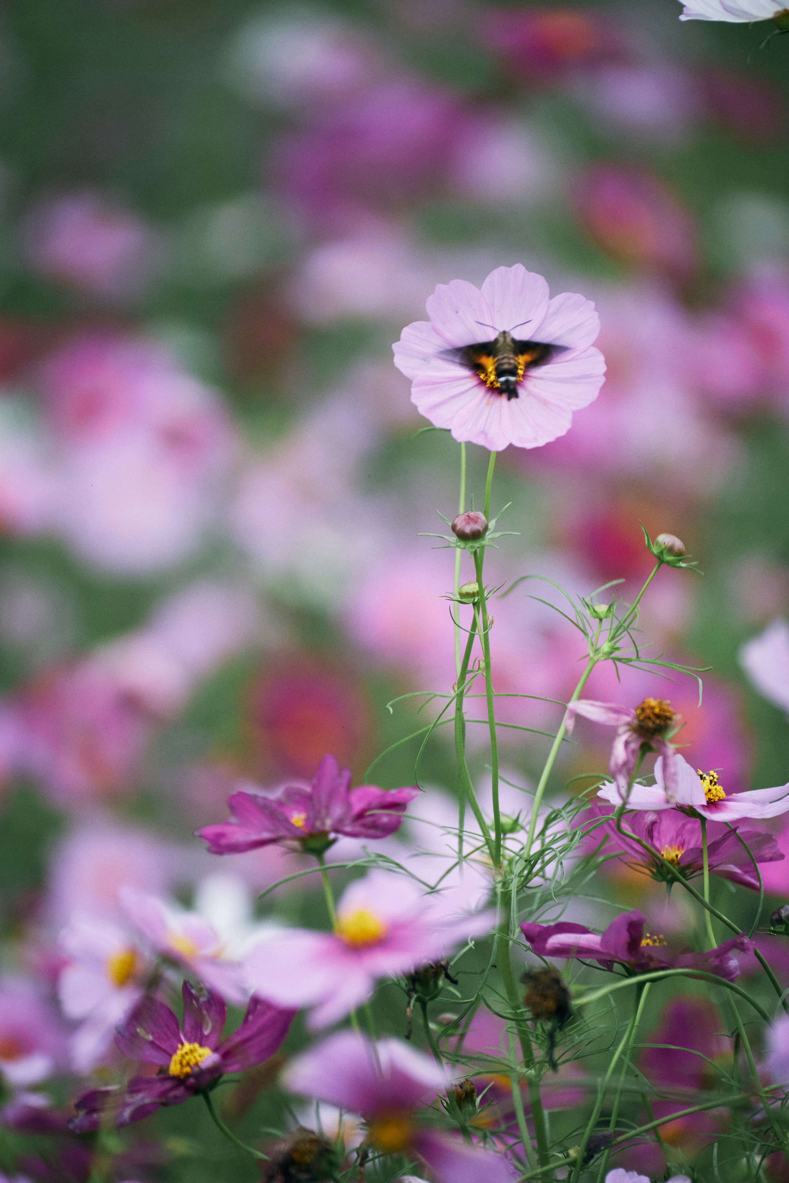 Pink-centered bloom with bee in soft garden bokeh
