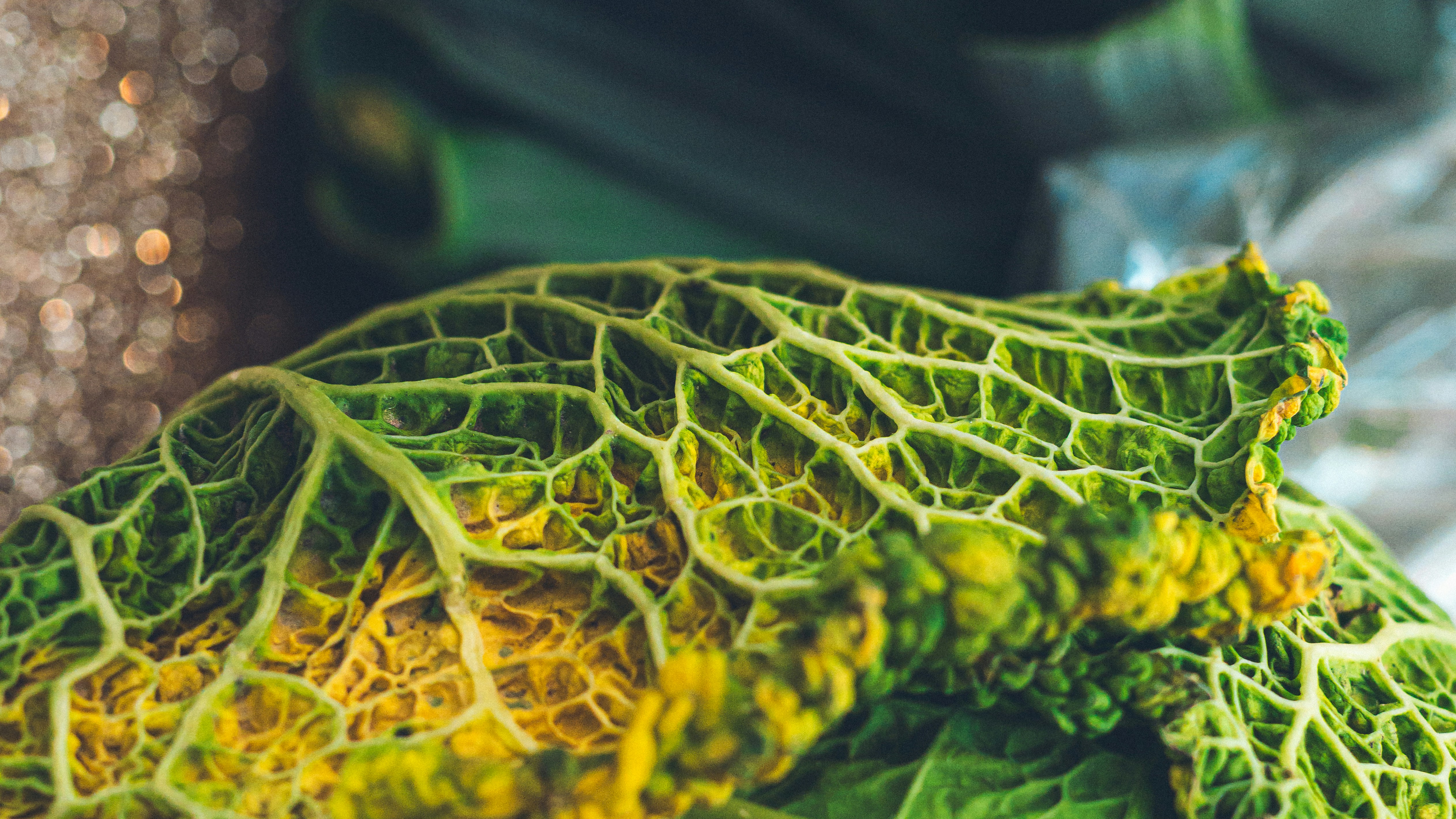 Veined Leaf in Focus: A Close-Up of Green-Gold Texture