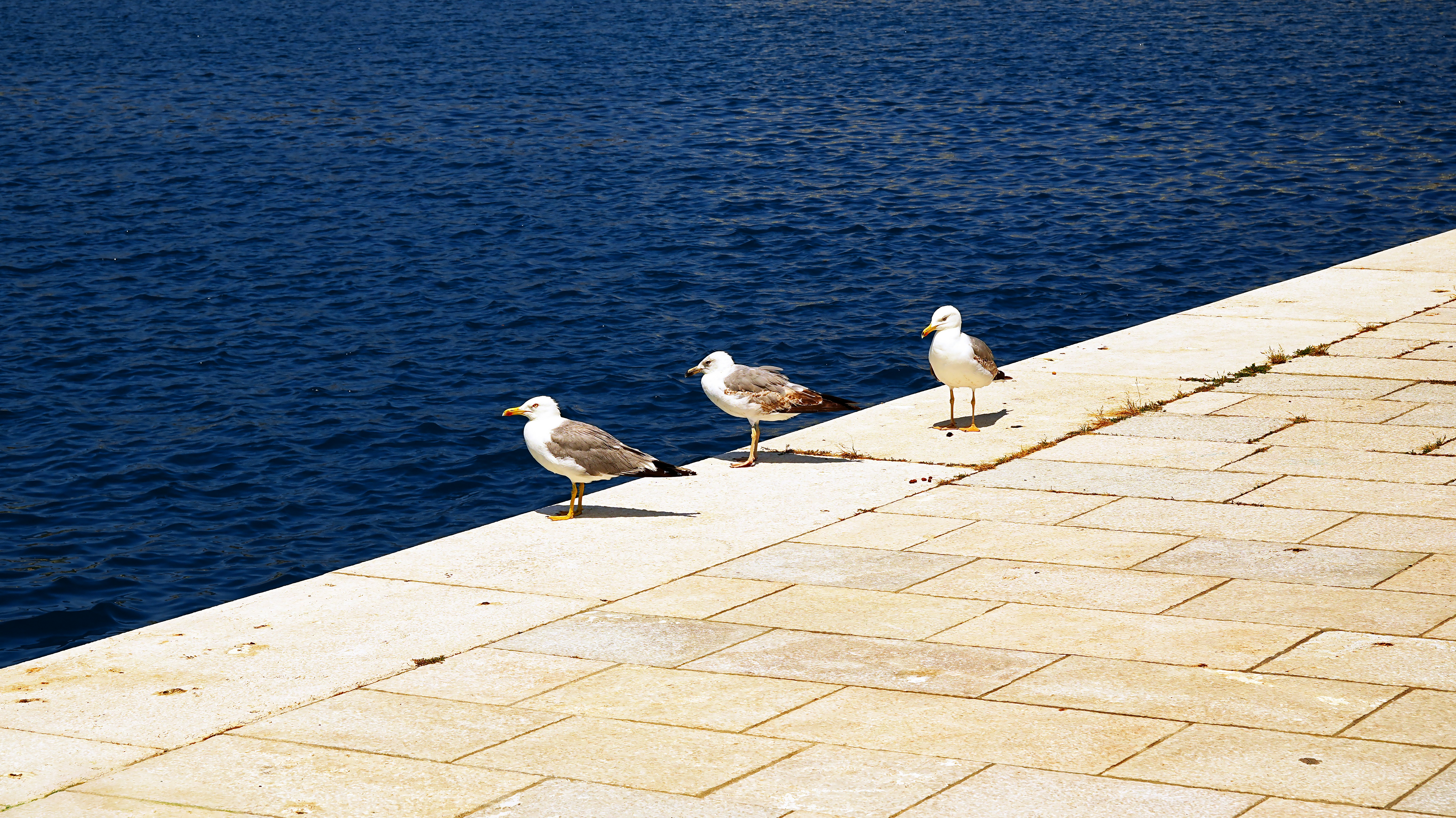 Concord by the Quayside: Three Seagulls Along the Light-Colored Pier