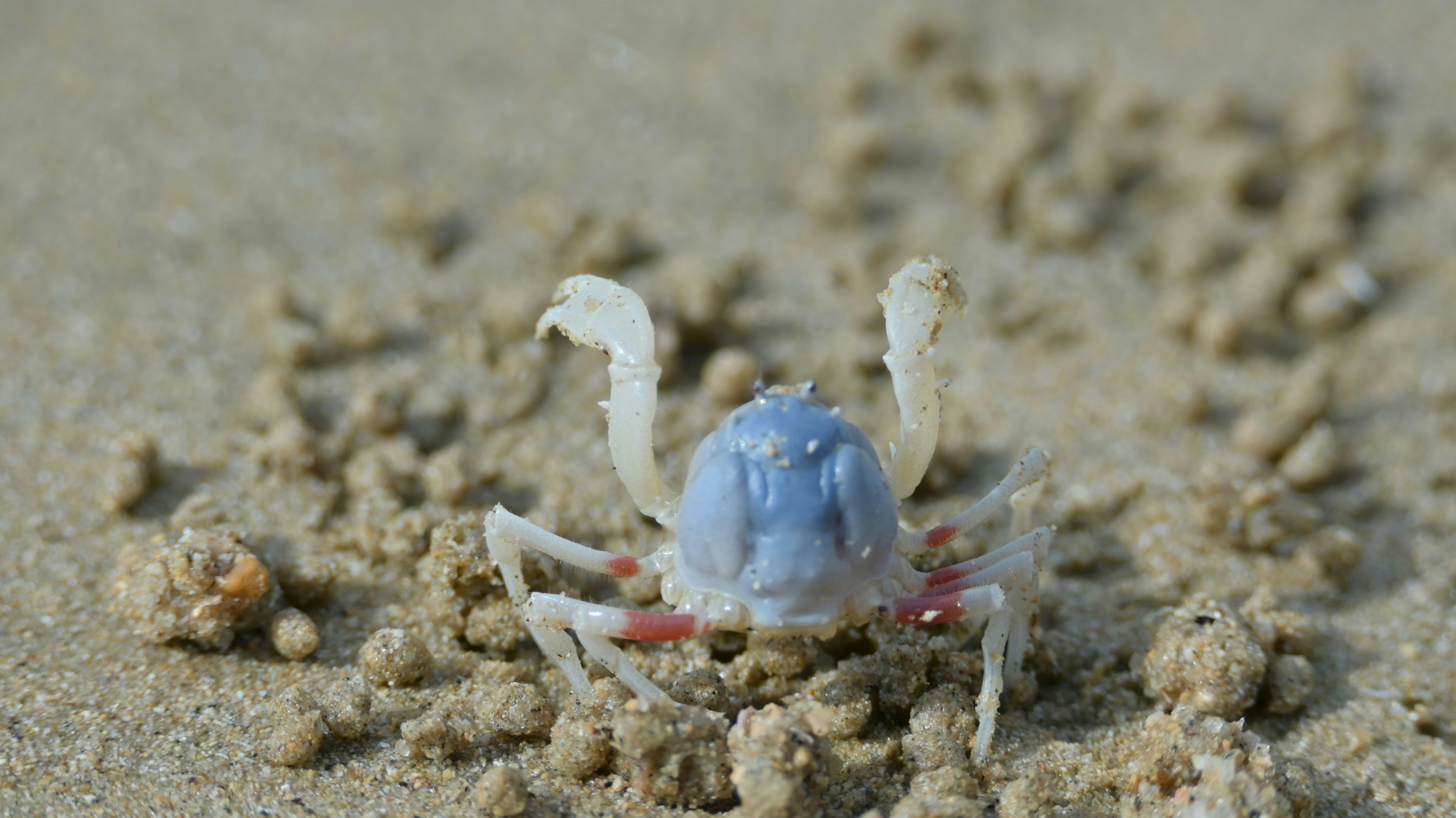 Blue Sand Crab on a Grainy Stage