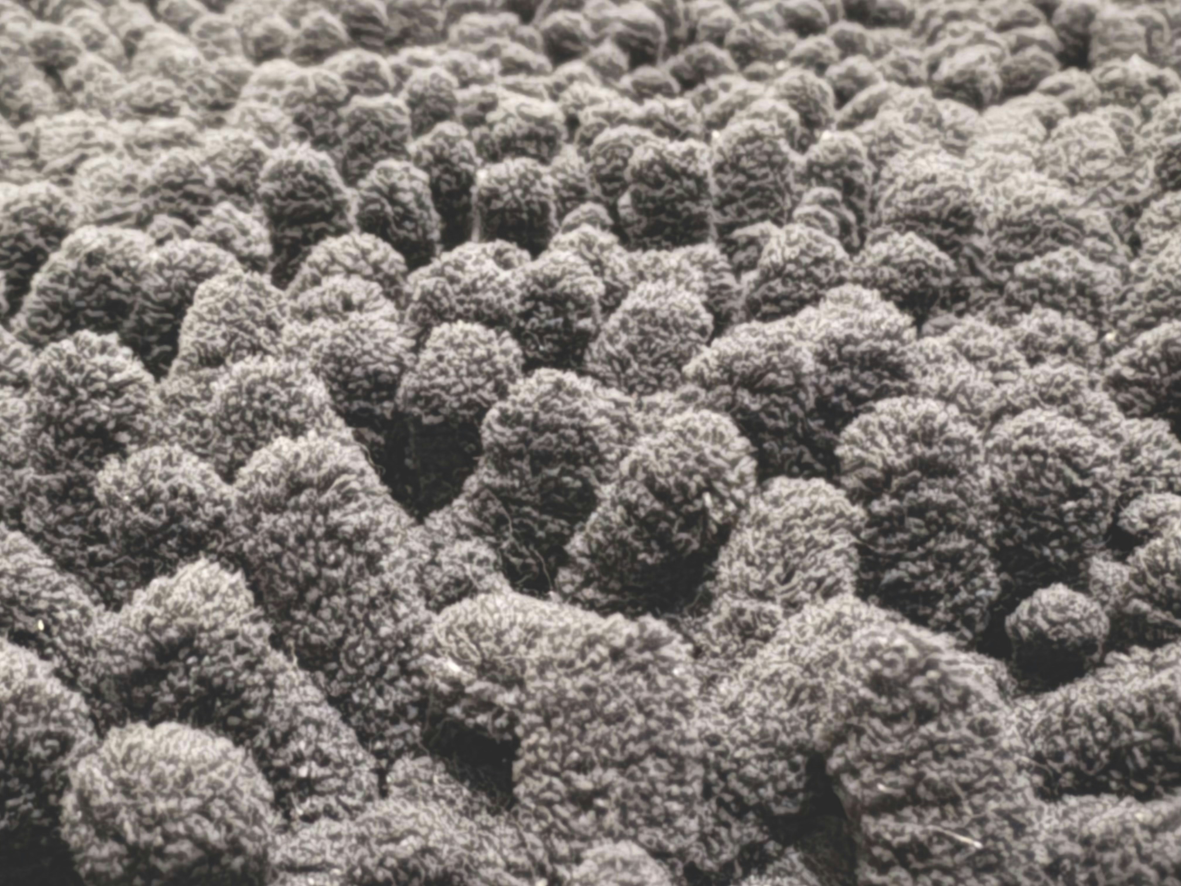Monochrome Thicket: Close-Trim Forest of Round Dormant Foliage
