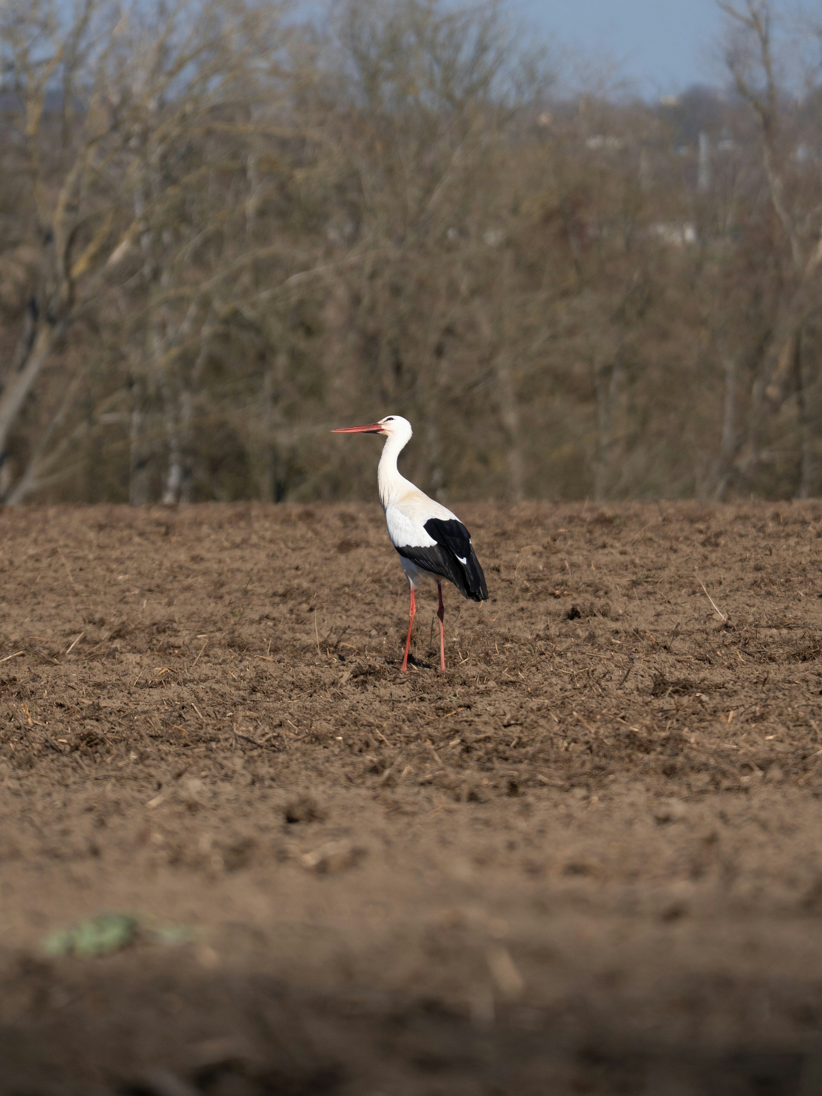 Stately Stilt in a Quiet Field