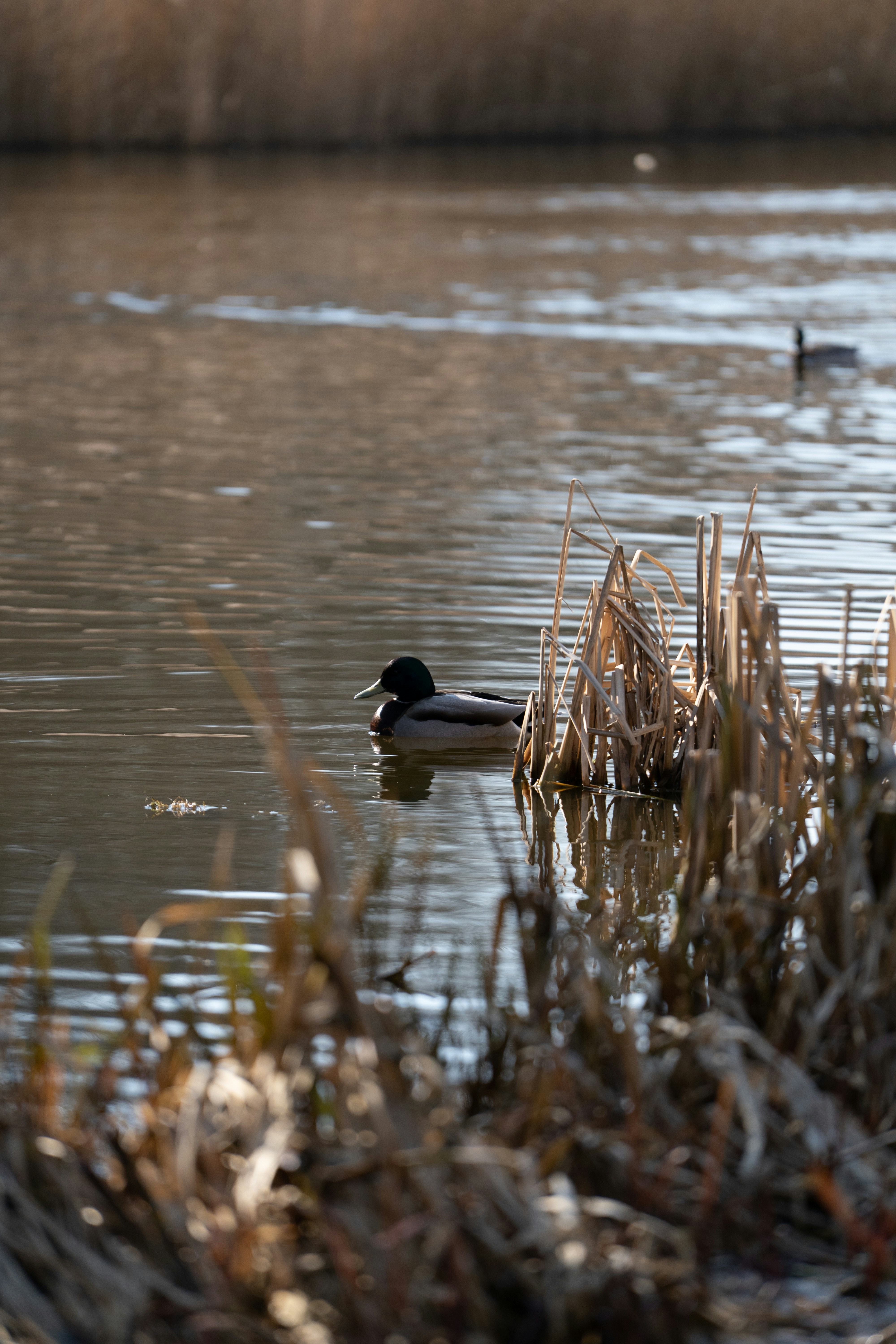 Ducker in Quiet Light by Reeds