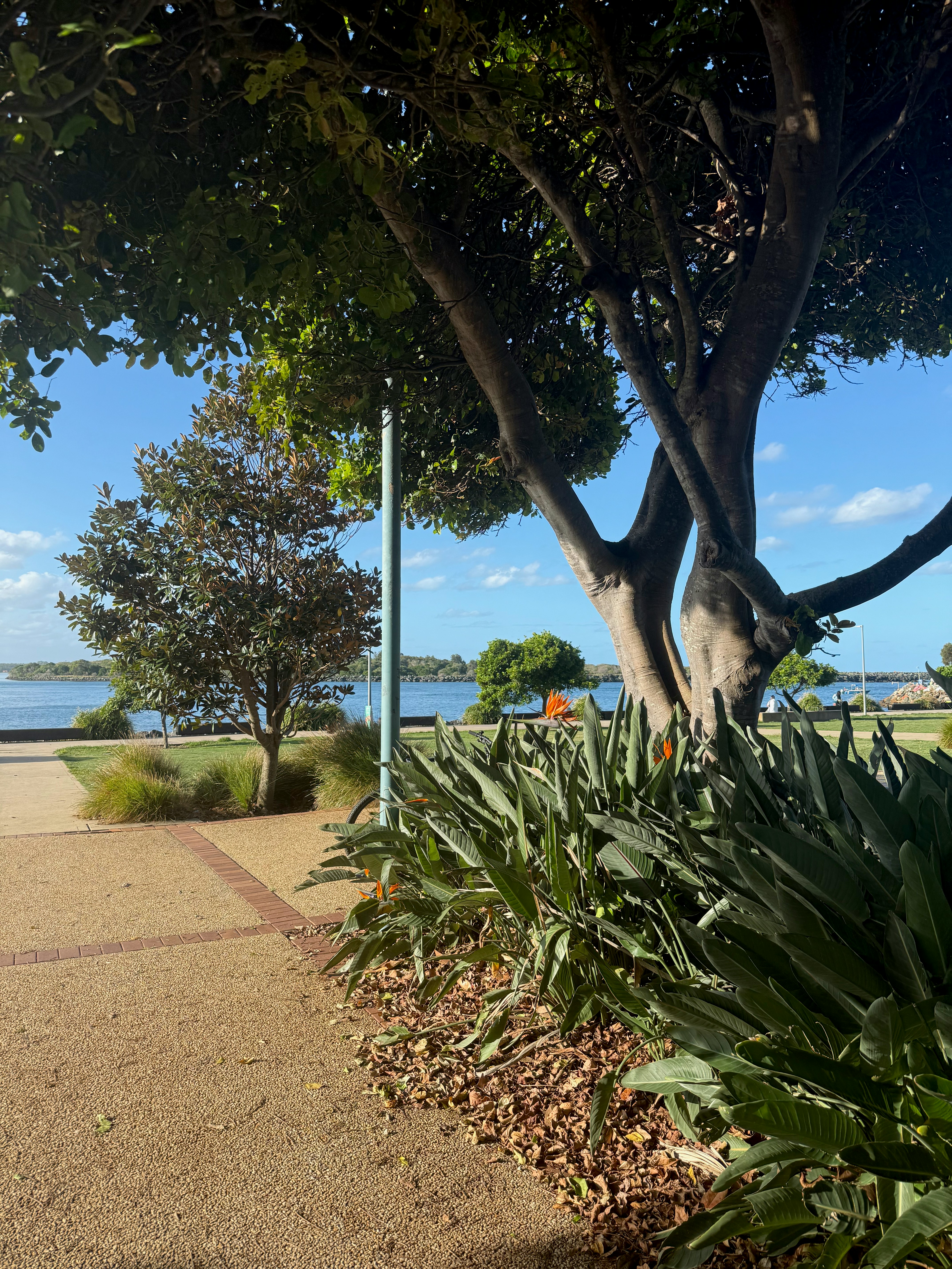 Shoreline Shade: A Path Between Trees by the Sea