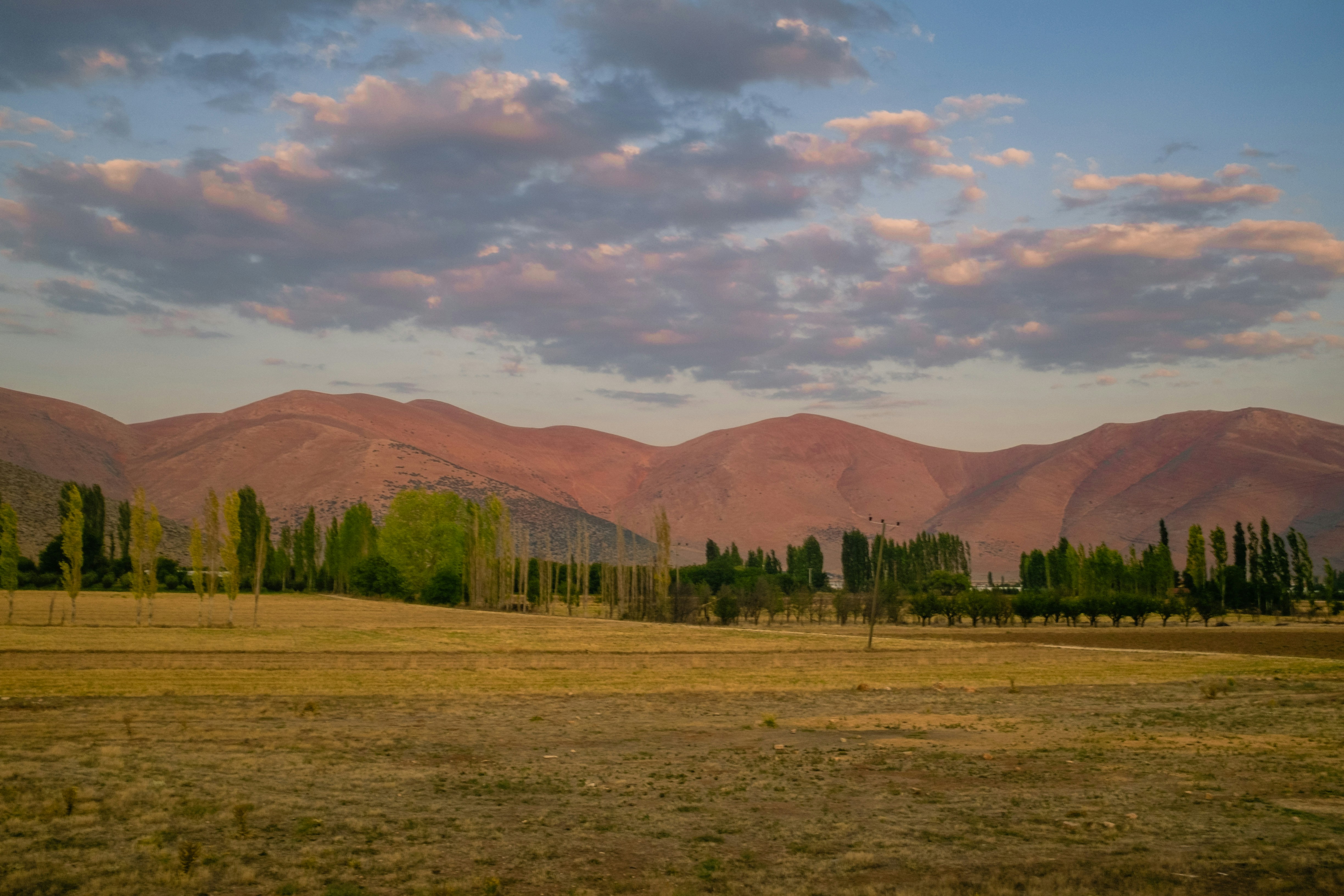 Lowland Pines Beneath A Mountain Range at Dusk