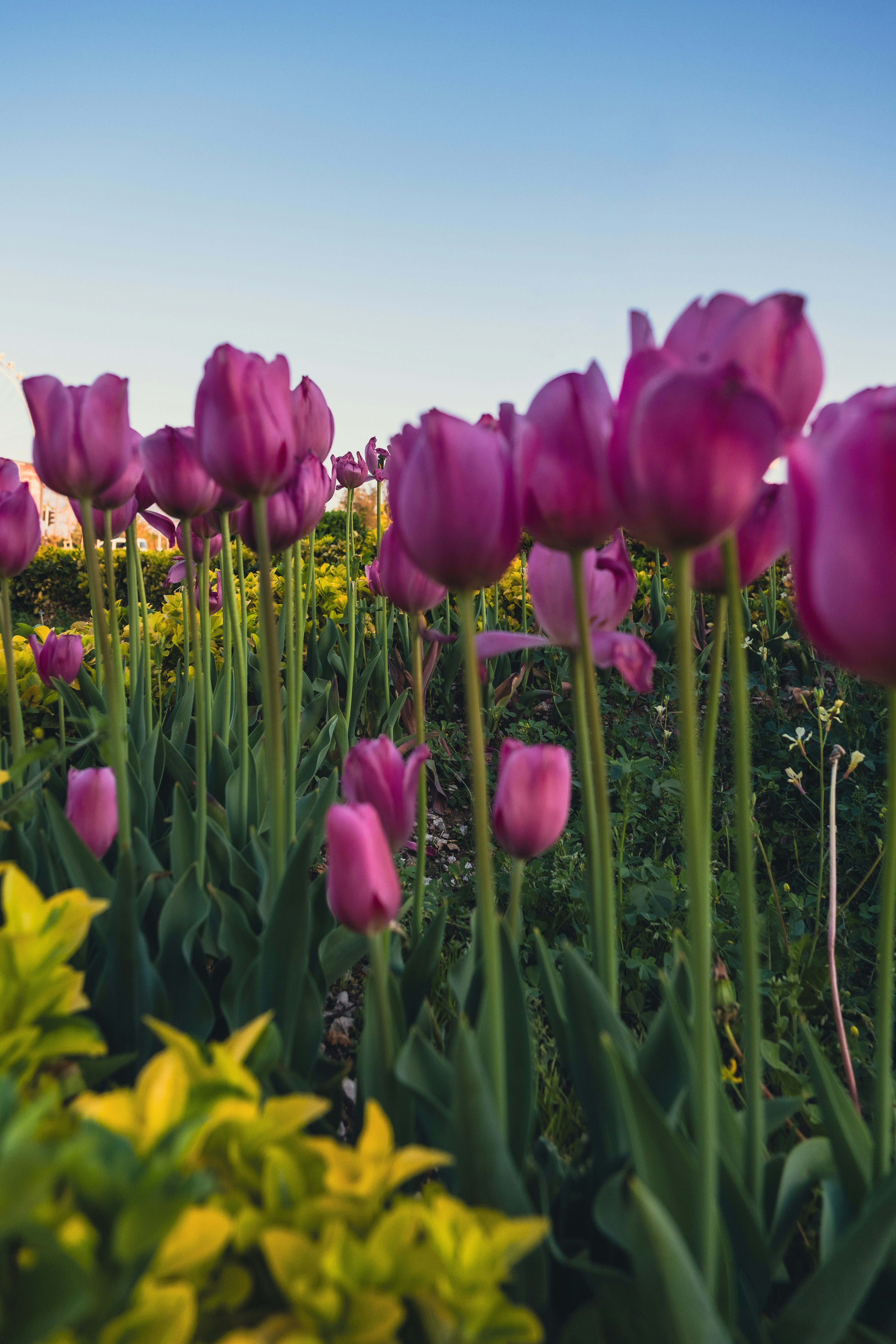 Purple Tulip Parade Under a Clear Sky