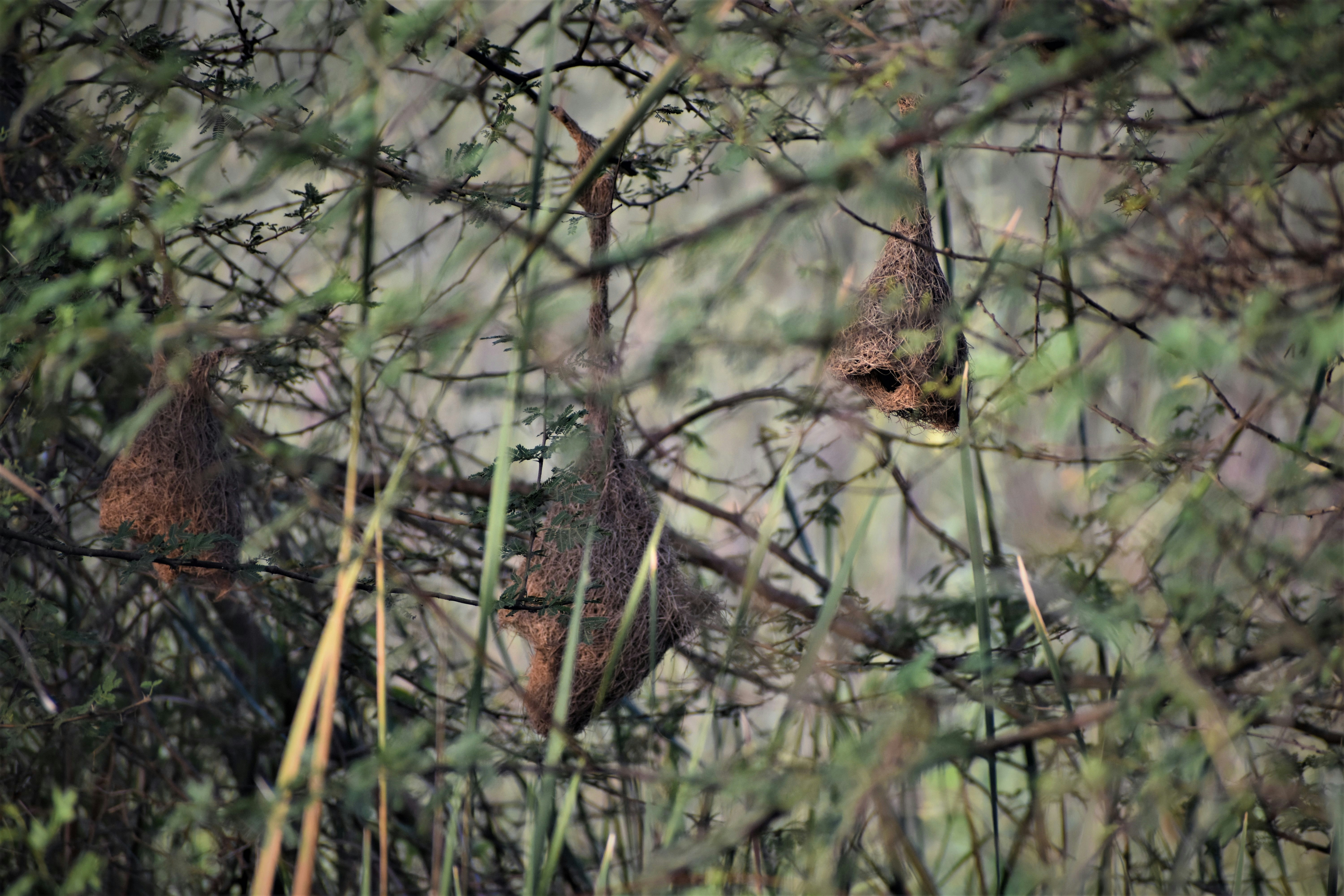 Hidden Chorus: A Roe Across the Thicket