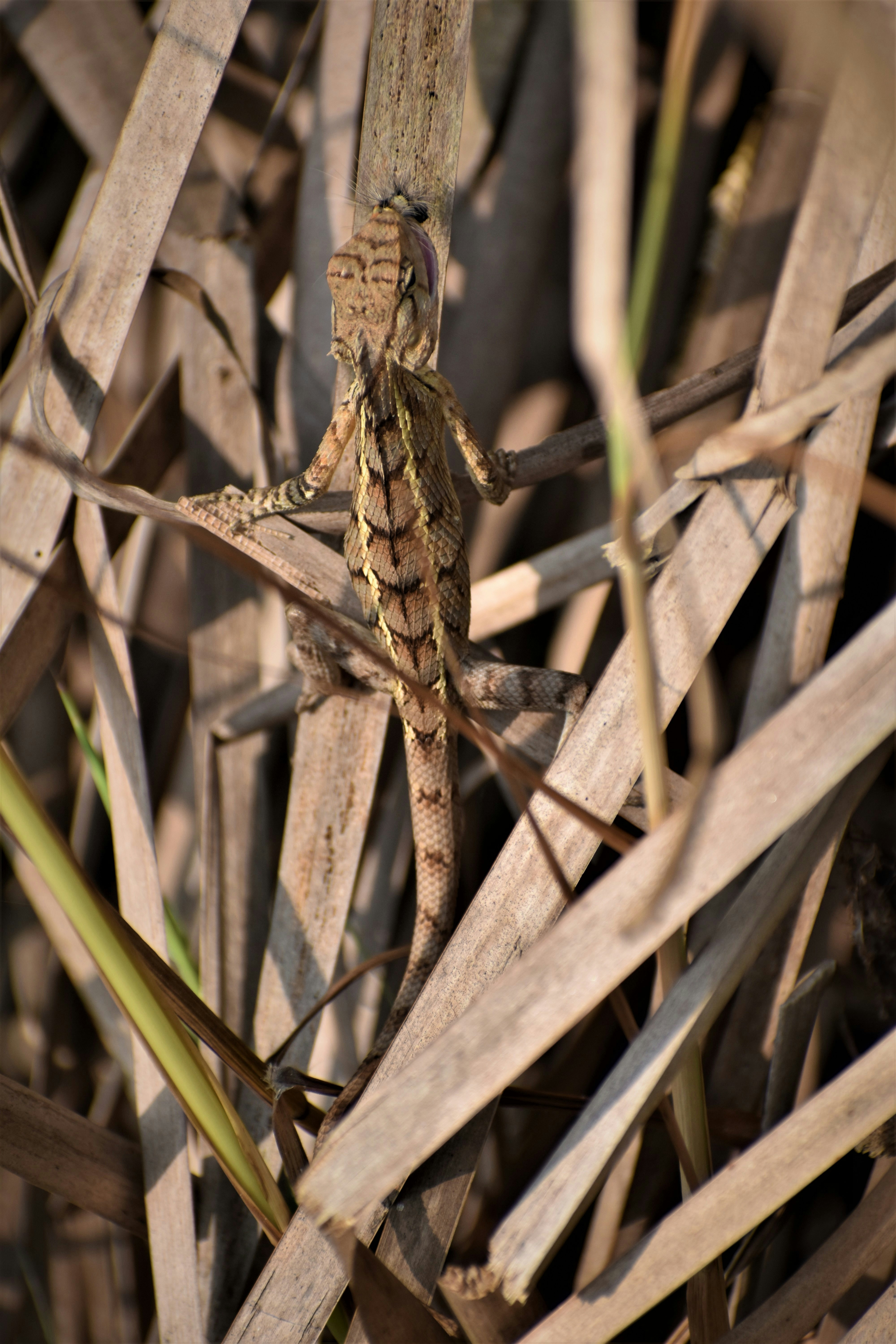 Camouflaged Predator in Tan Reed Tangles