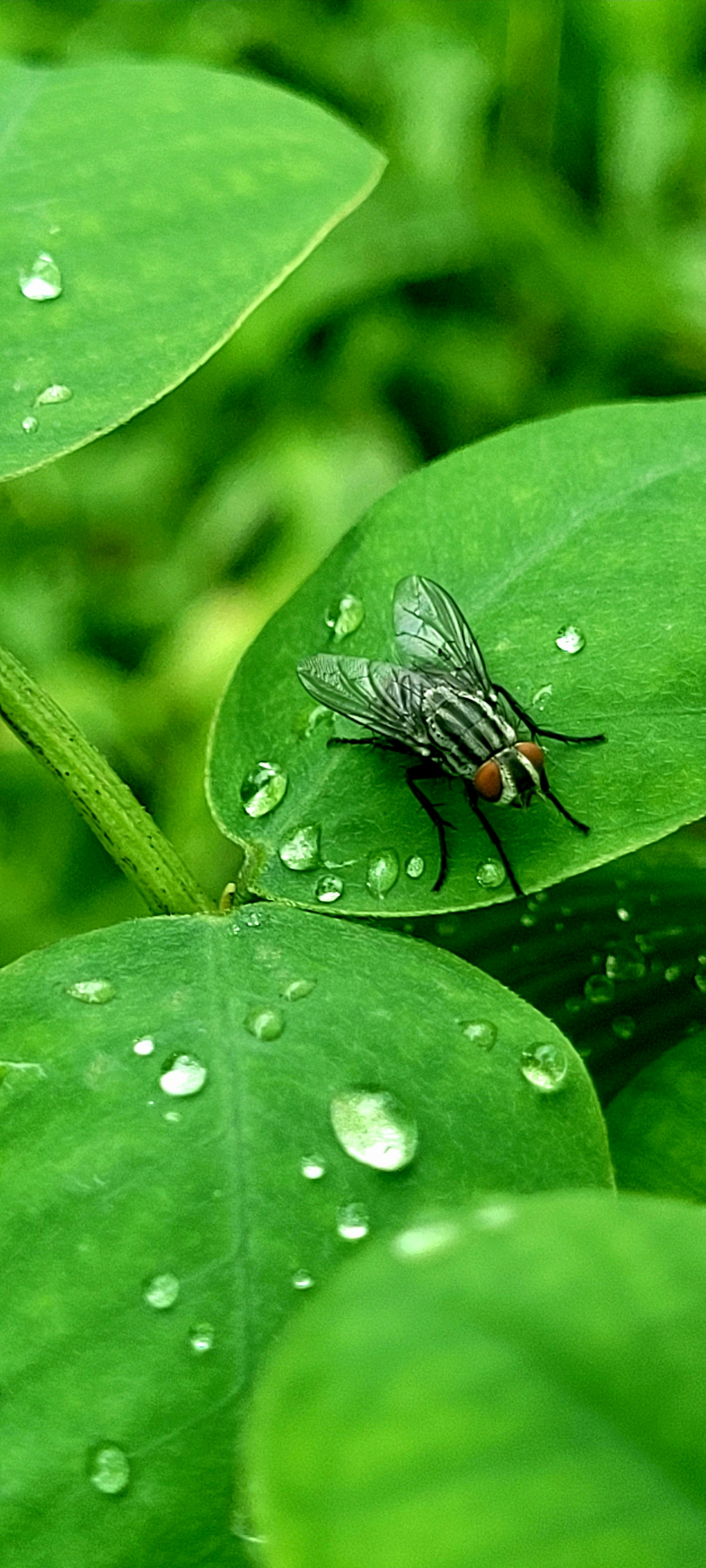 Dew-Pitted Fly on a Verdant Leaf: Macro Quiet in Green