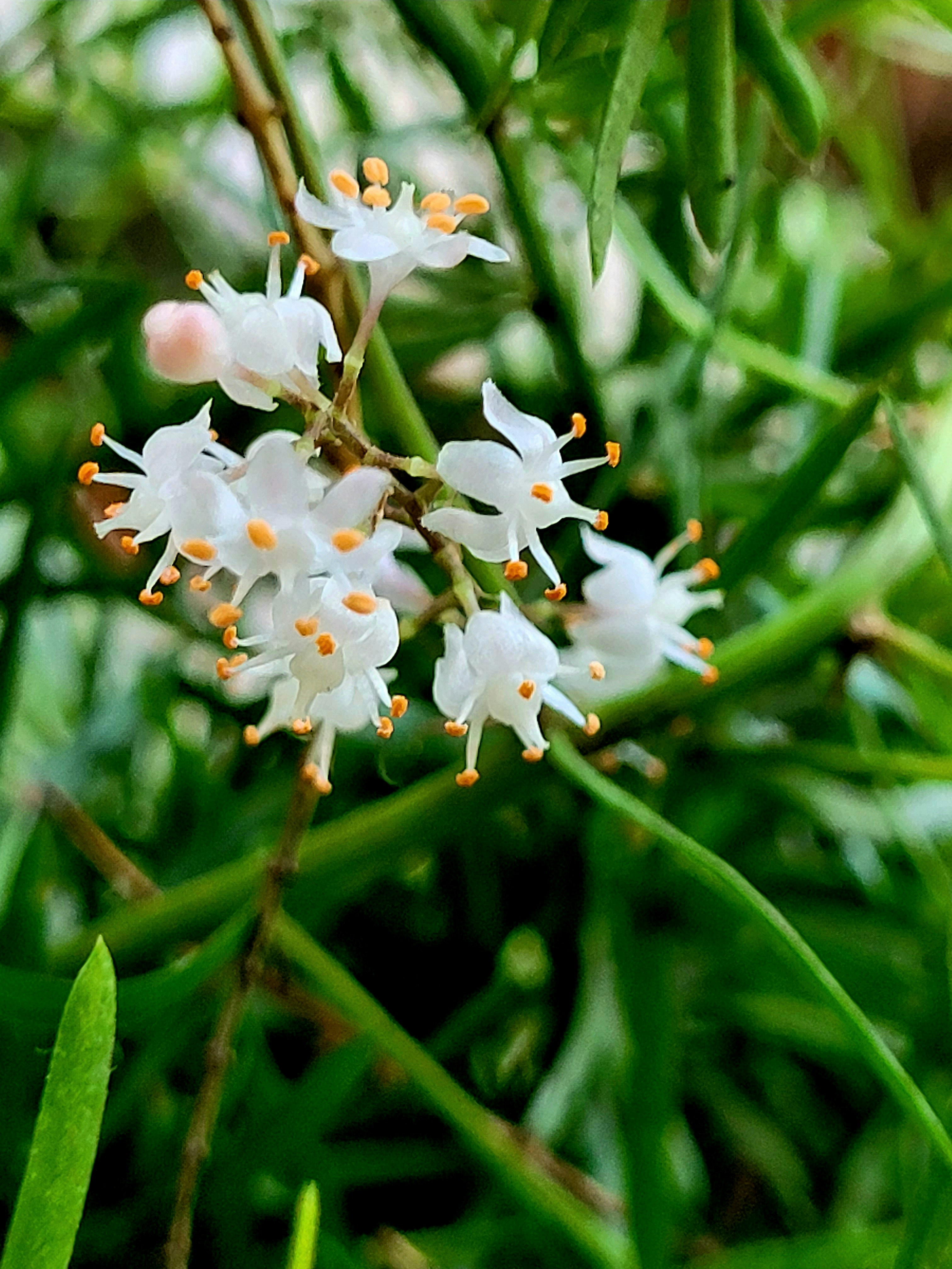 Cluster of white-orange-tipped blossoms amid green tendrils