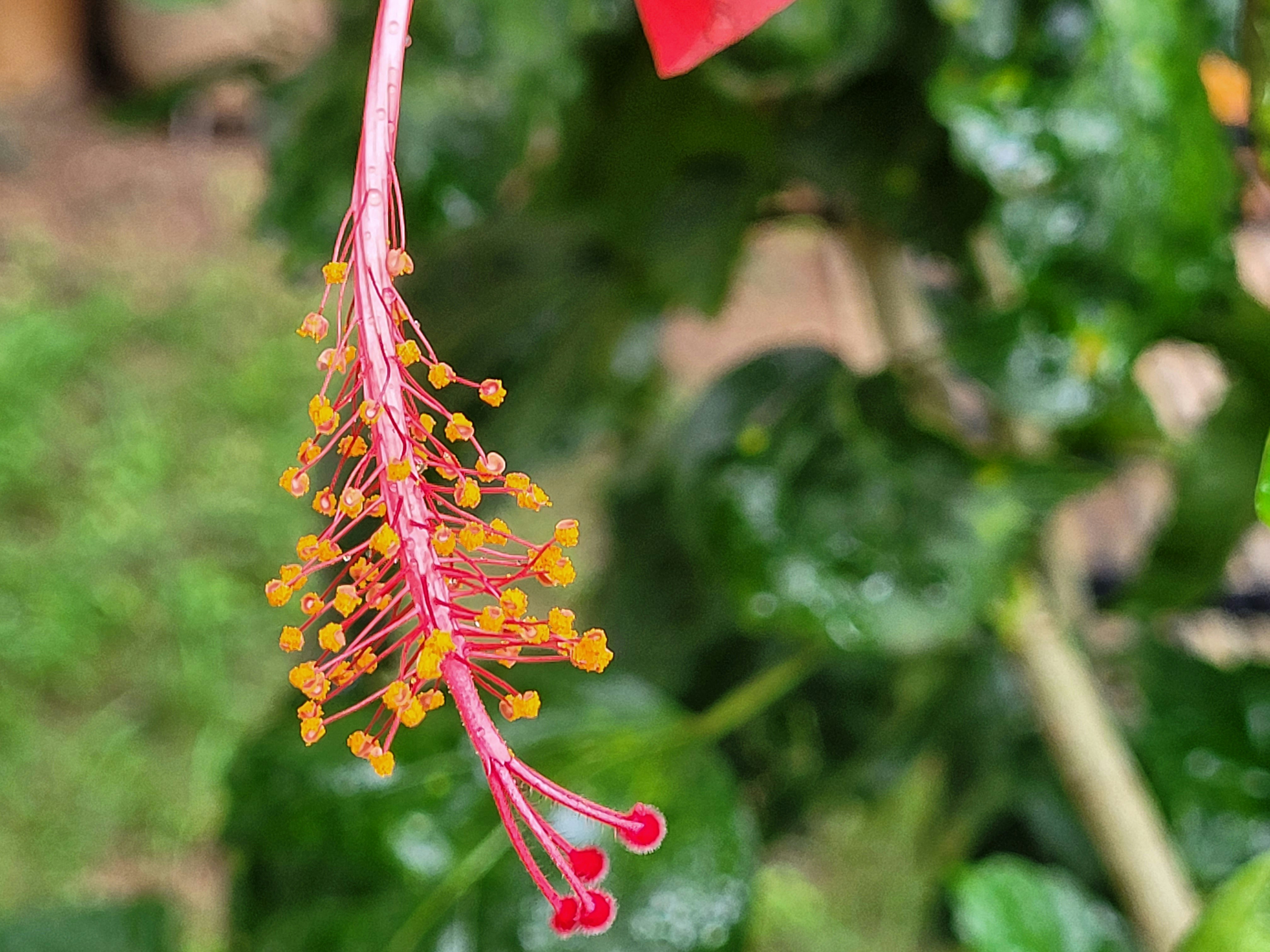 Crimson Stamen: A single flower stem in sharp focus amidst emerald blur