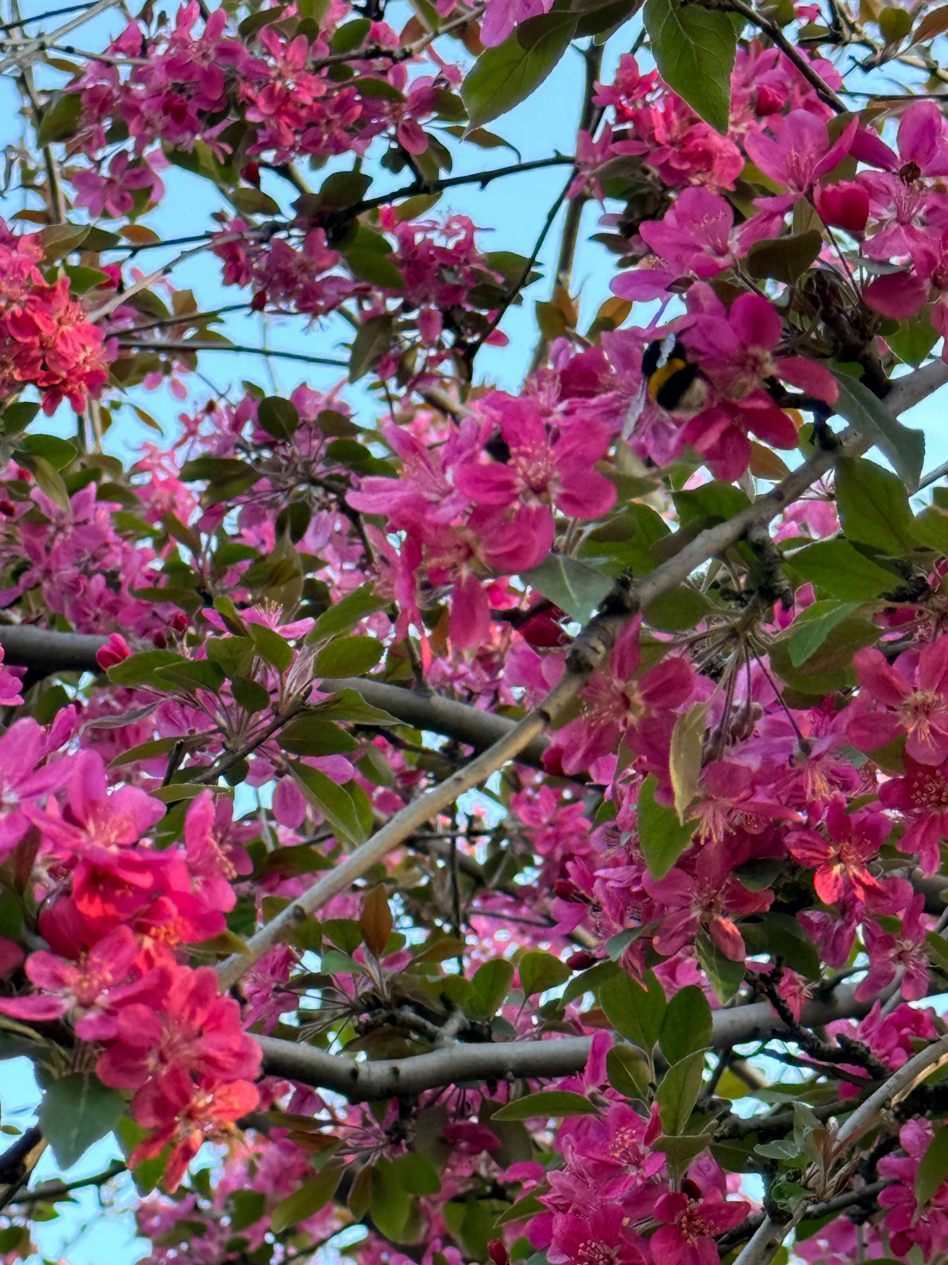 Crimson Blooms Beneath a Winter Sky