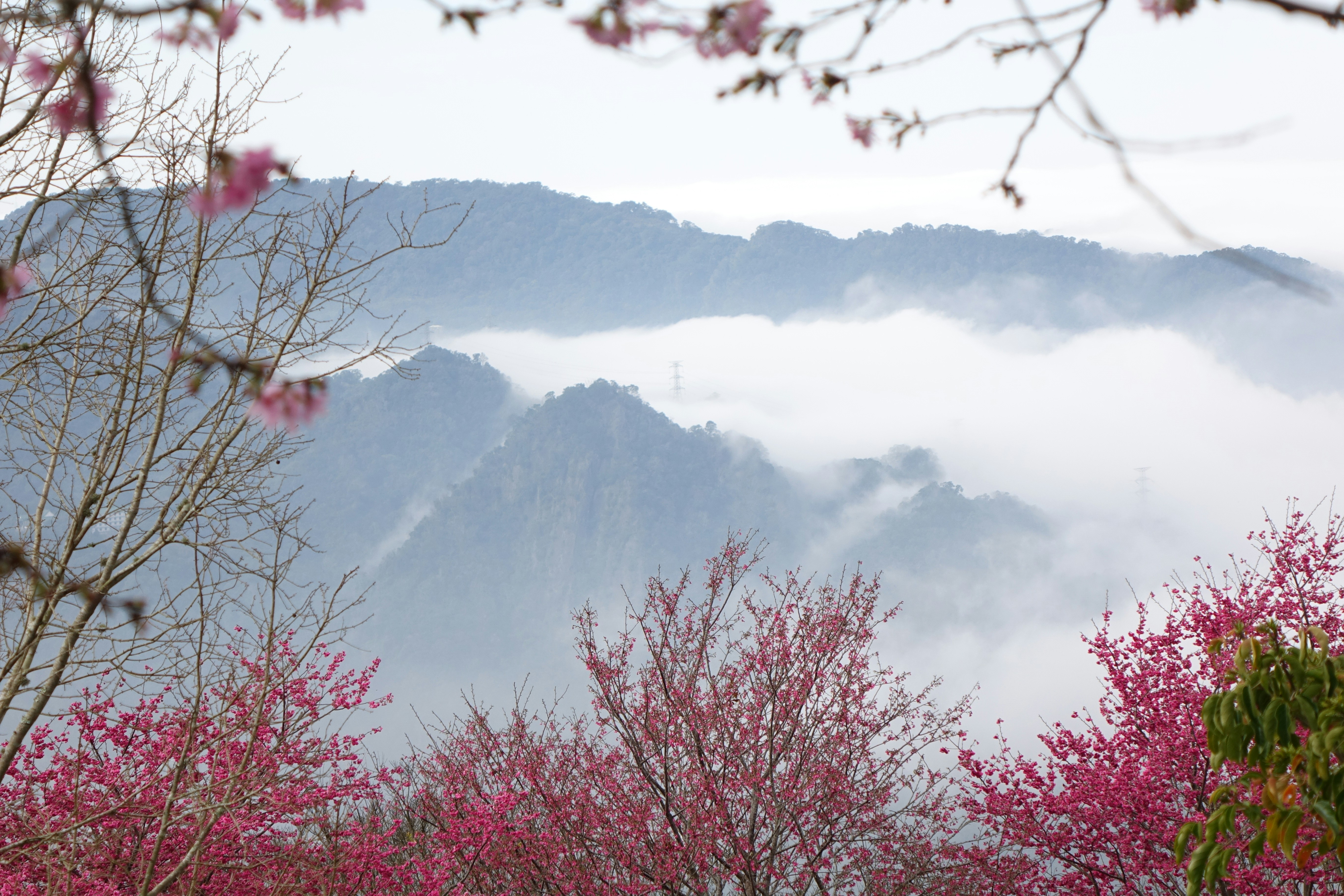 Pink blossoms frame a misty mountain panorama