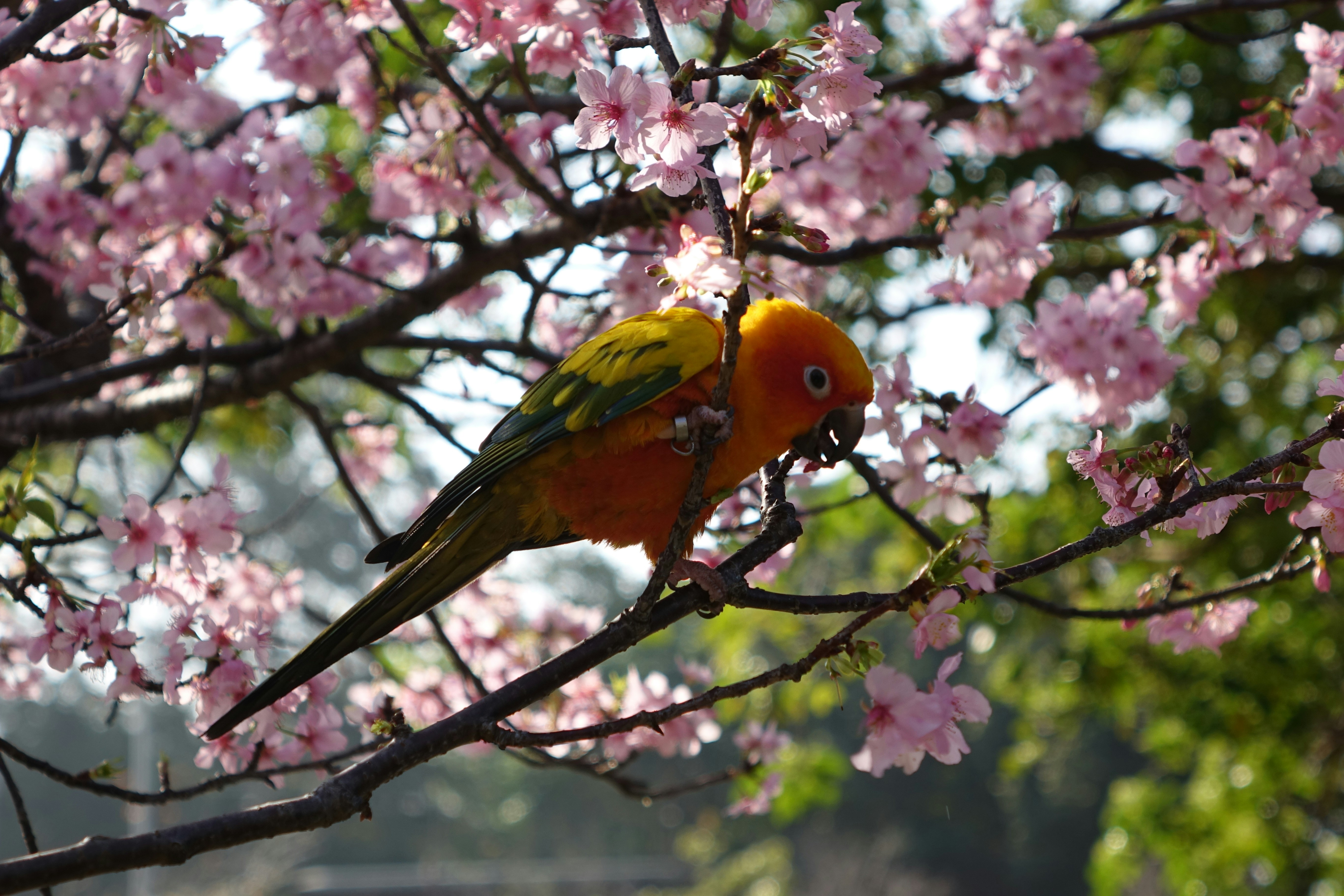 Sunlit Scarlet Parrot Among Pink Blossoms
