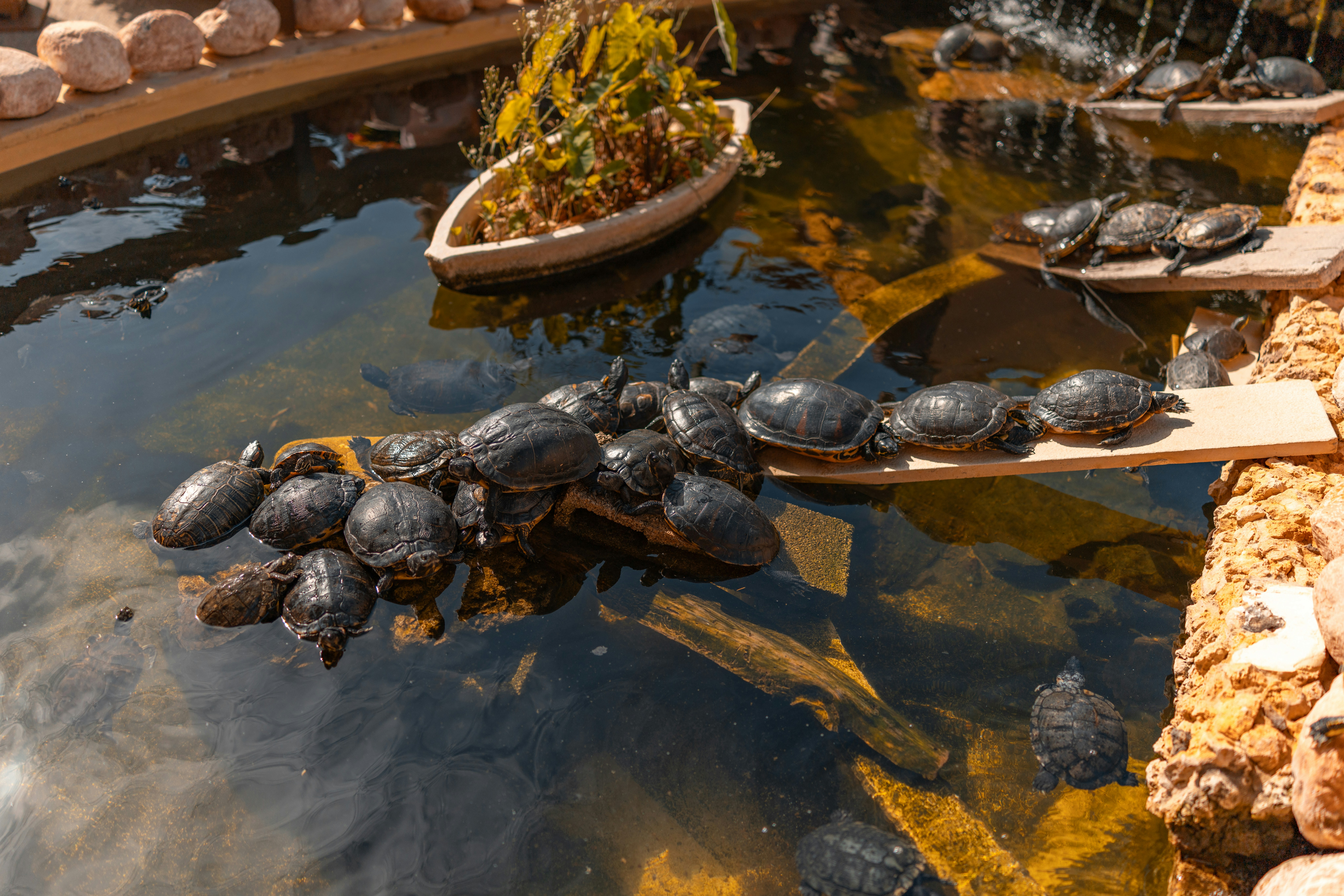Turtle Train Across a Makeshift Plank Bridge