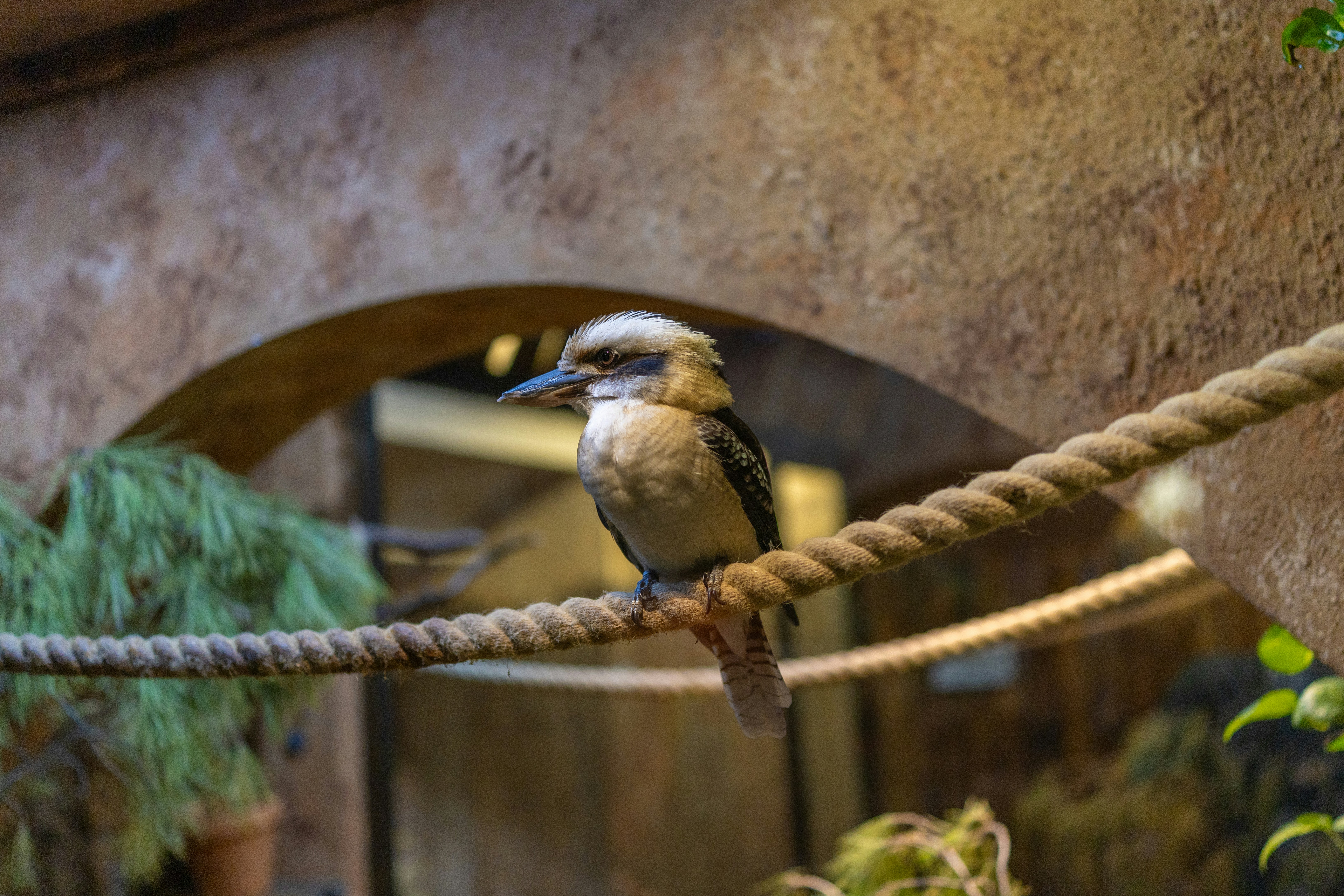 Perched on a rope, a kookaburra surveys its enclosure