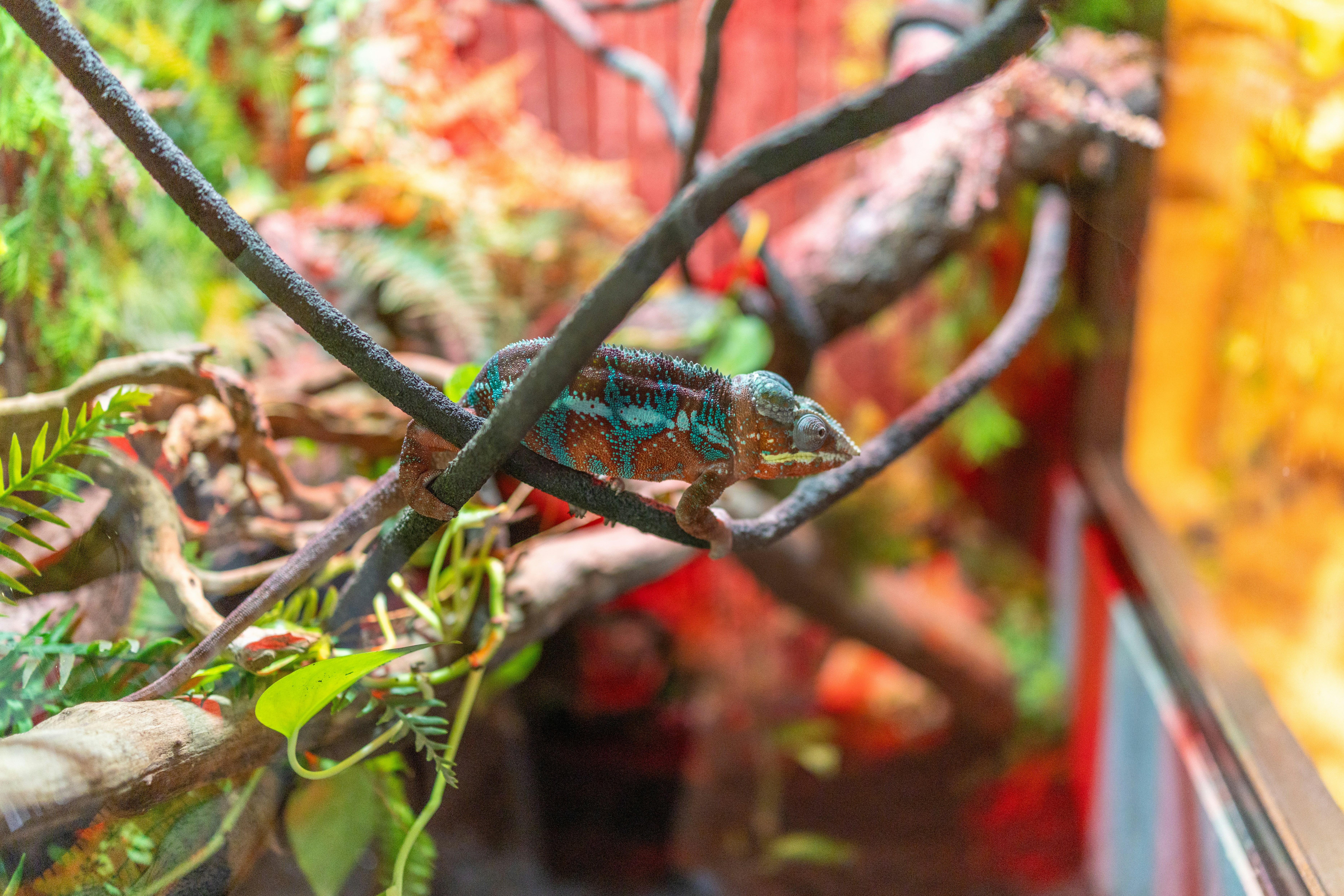 Hidden Gleam: A Camouflaged Chameleon Amid Vivid Garden Veils