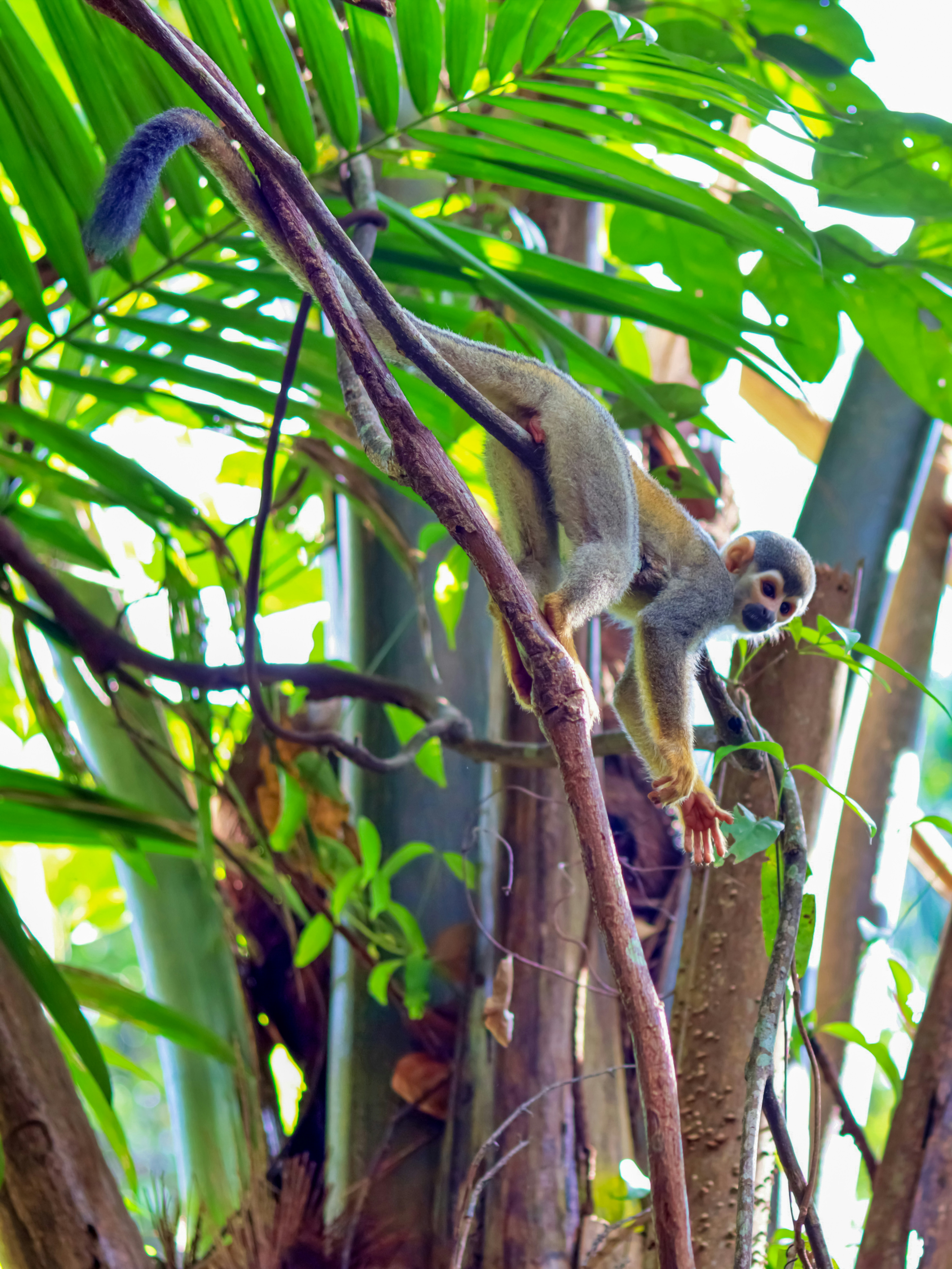 Playful Squirrel Monkey Clings to Vines in Lush Canopy