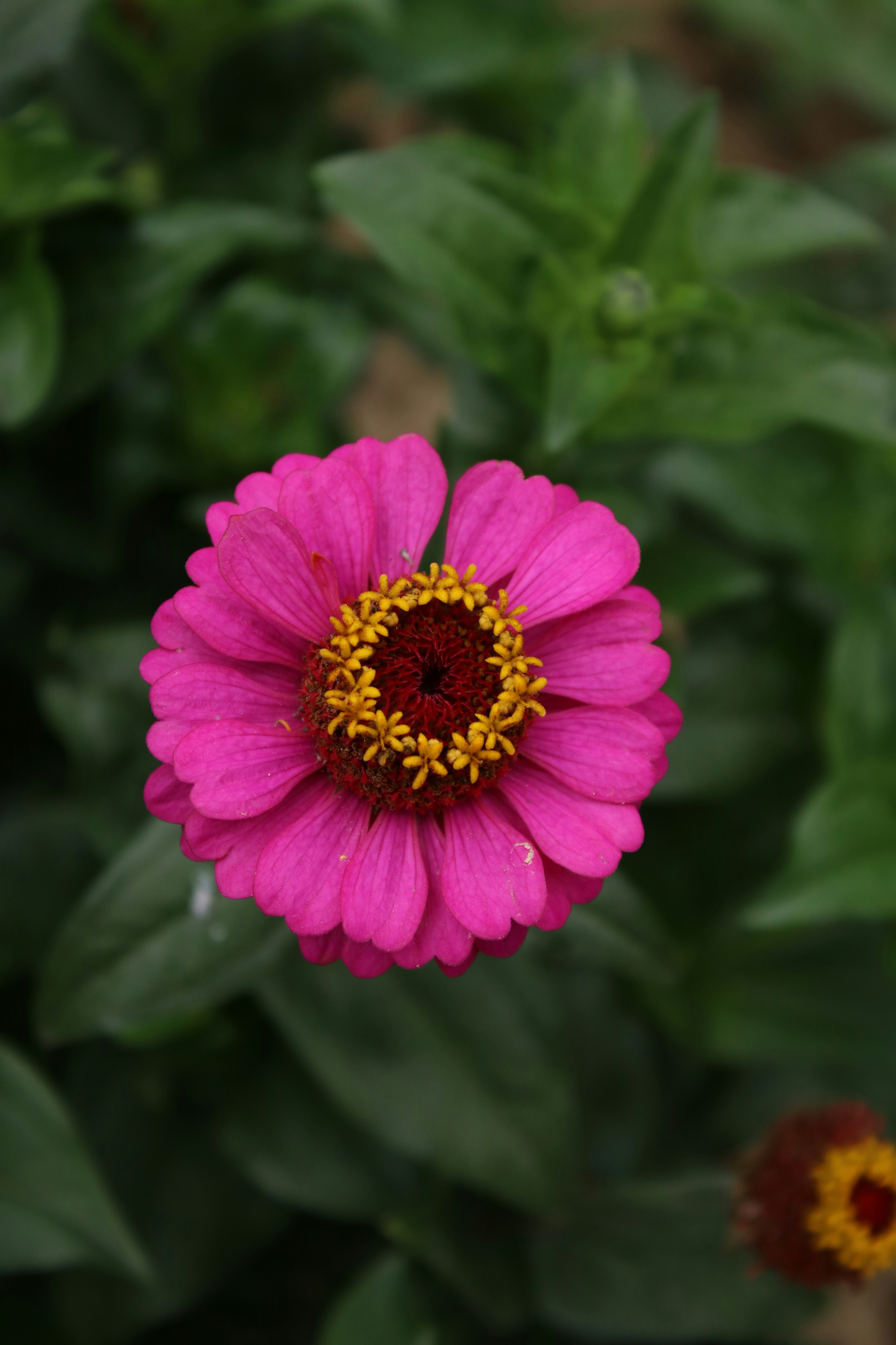 Magenta Zinnia in Focus: A Bold Bloom Against Quiet Leaves