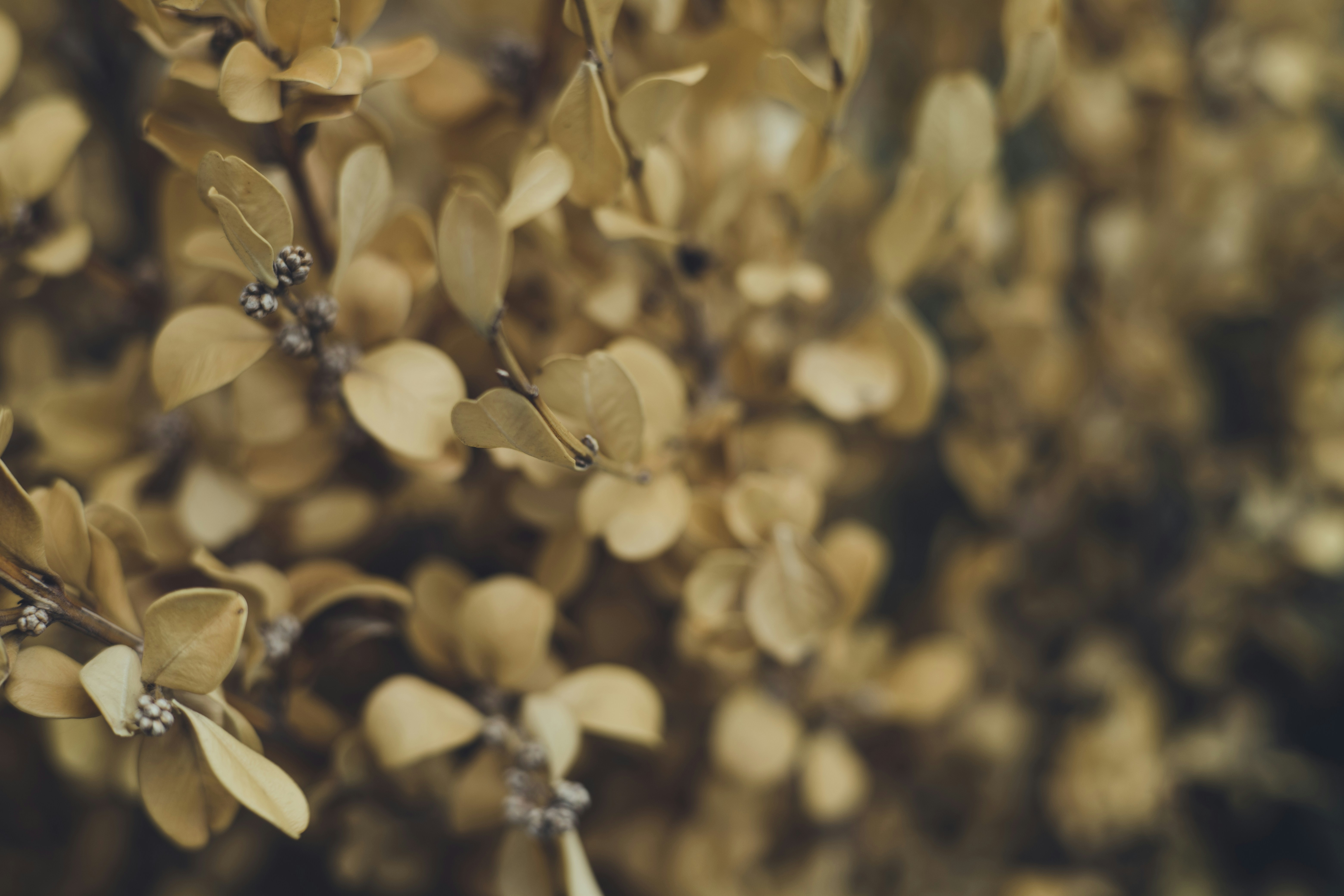 Golden Bokeh: Quiet Ferns in Soft Autumn Light
