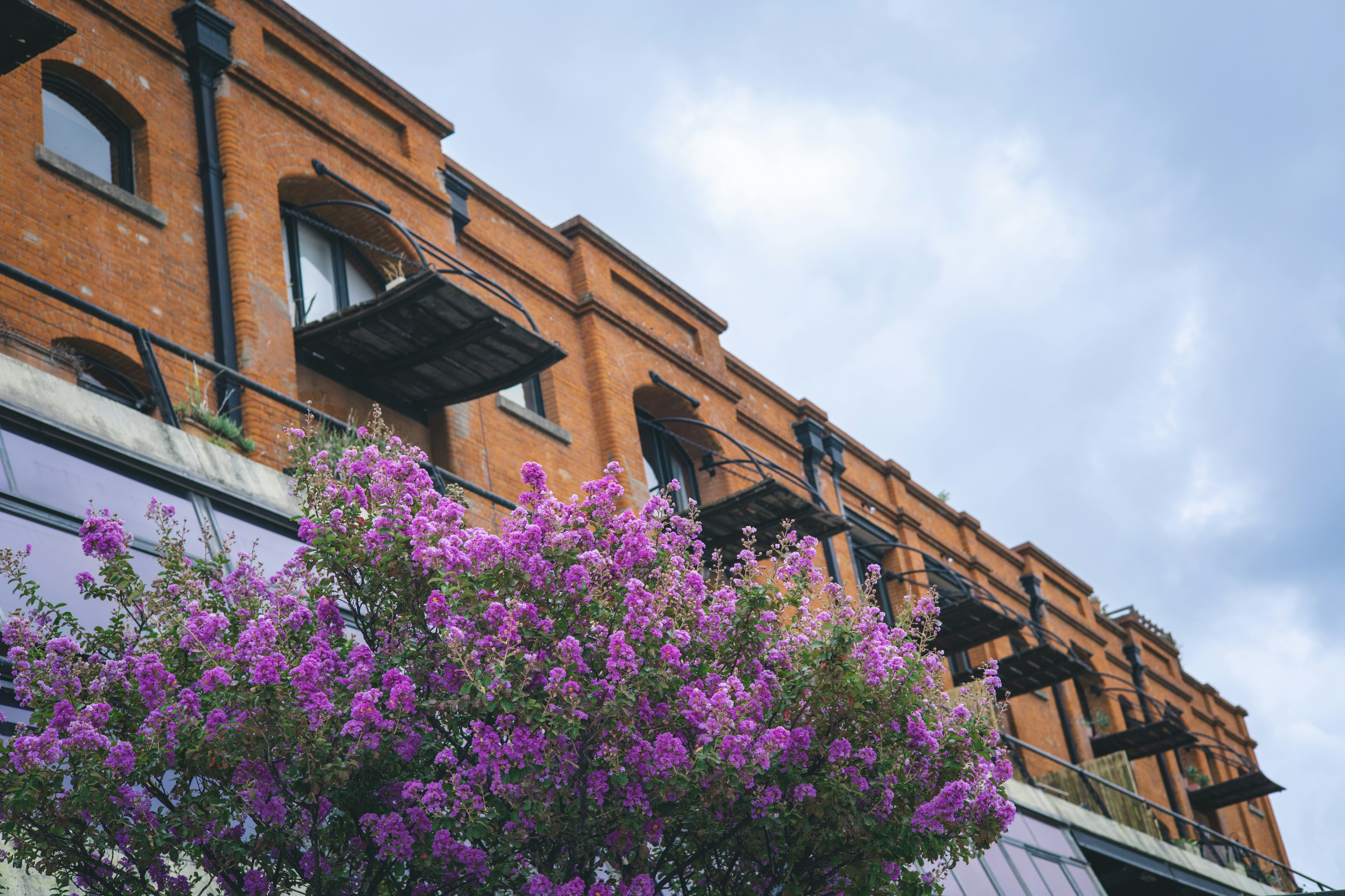 Vibrant Bougainvillea in Front of Brick Factory Facade