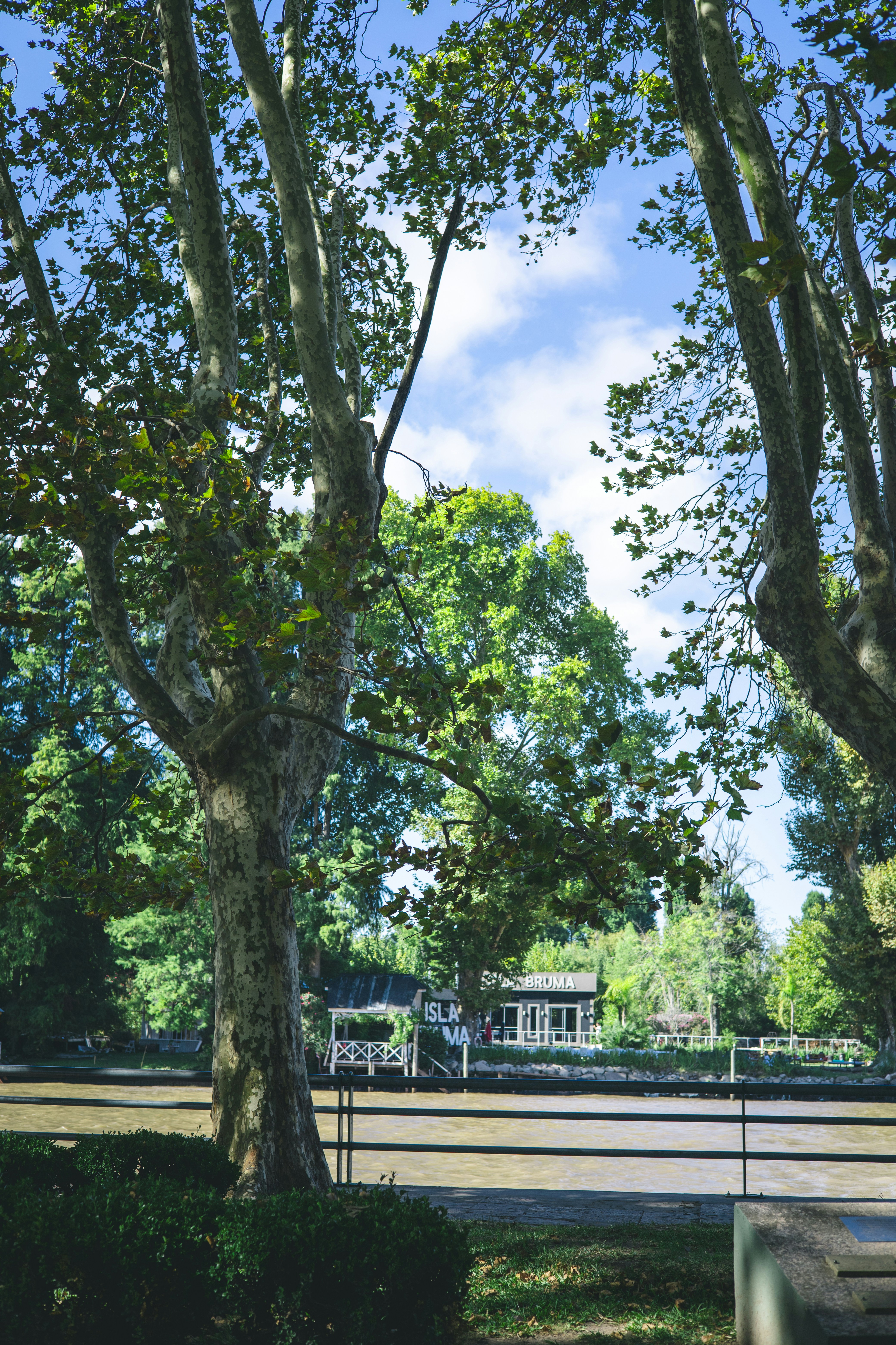 Tree Canopy Framing a Quiet Lakeside Scene
