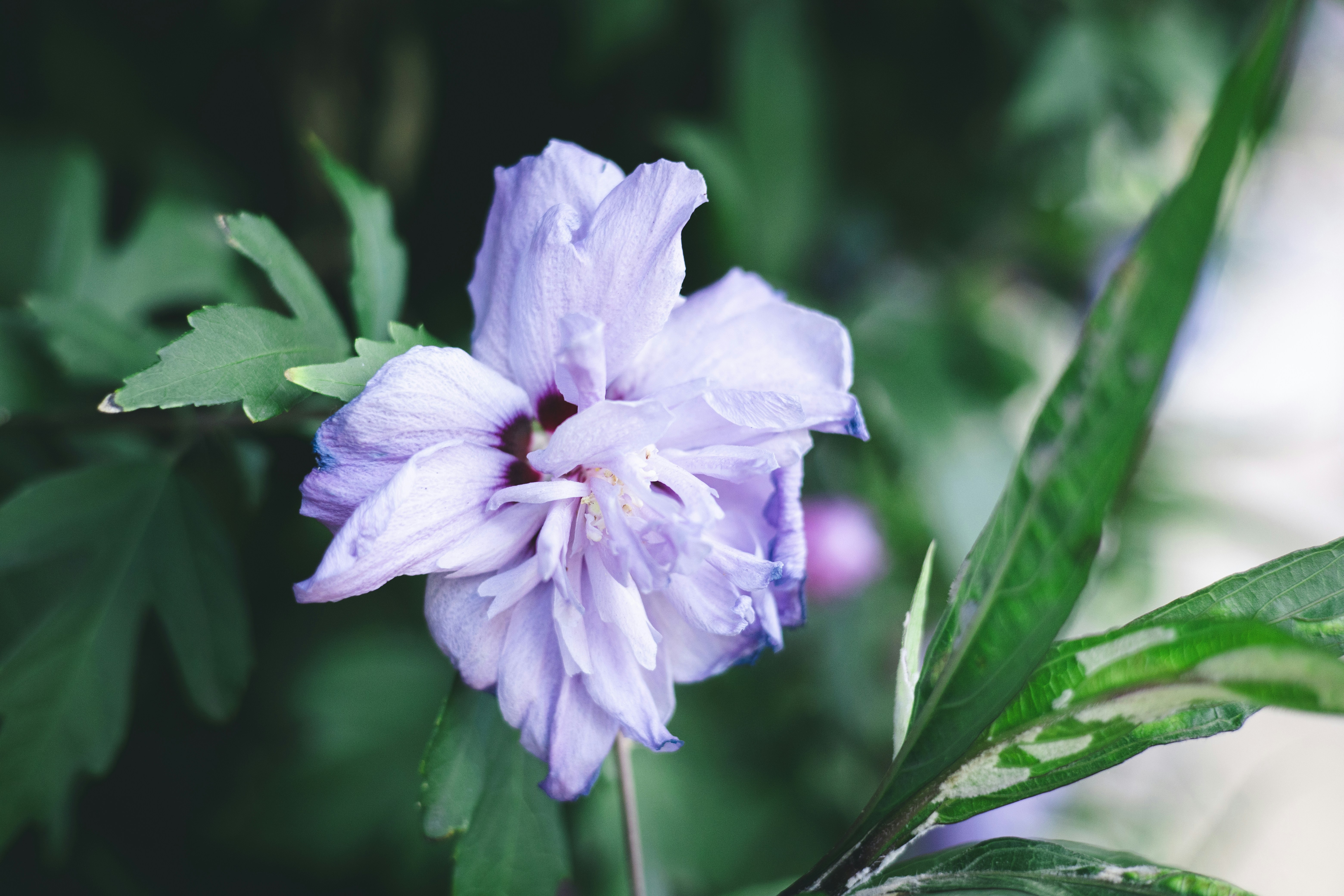 Lavender Bloom with Delicate Petal Texture
