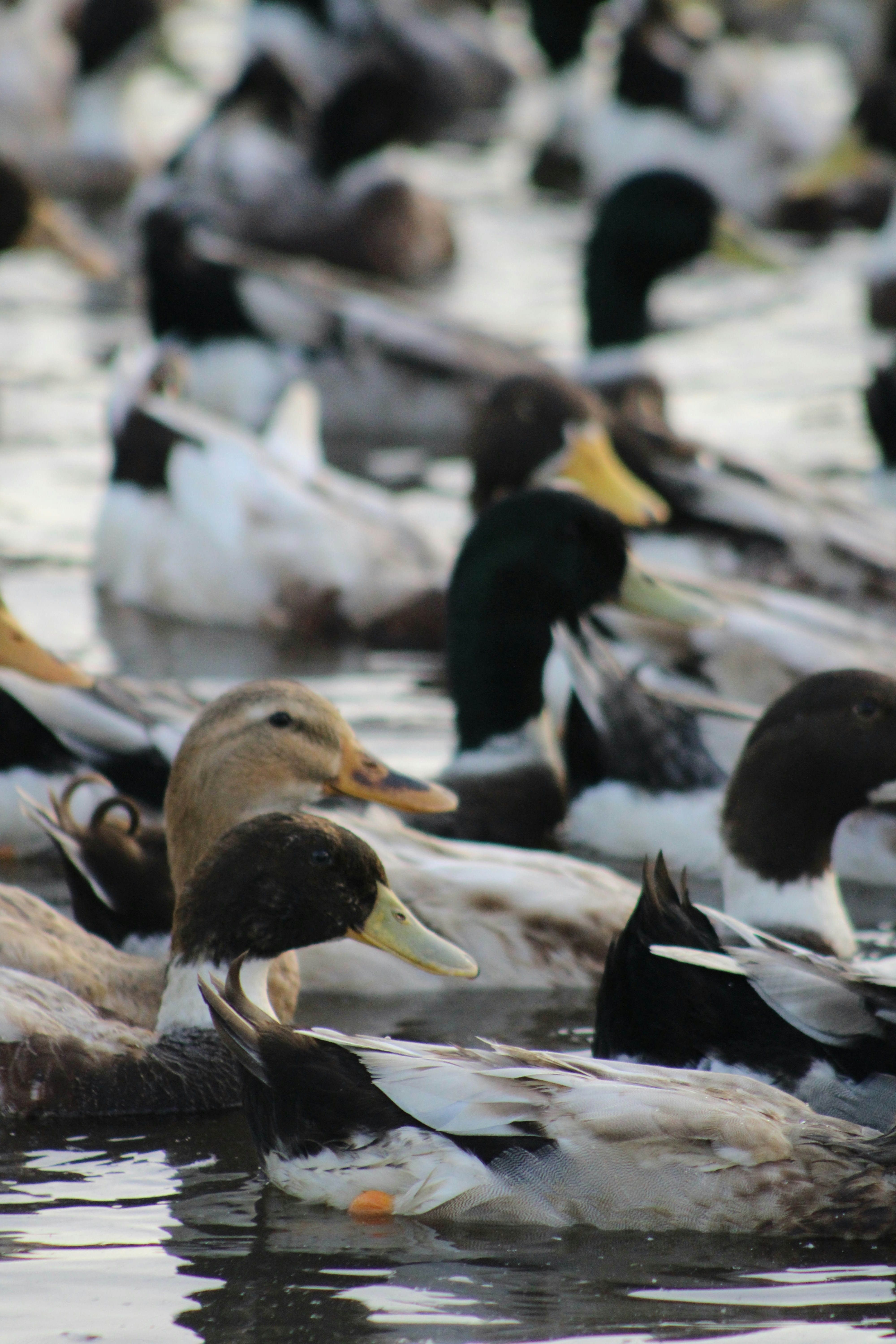 Early Morning Shuffle: A Assembly of Ducks on Misty Water
