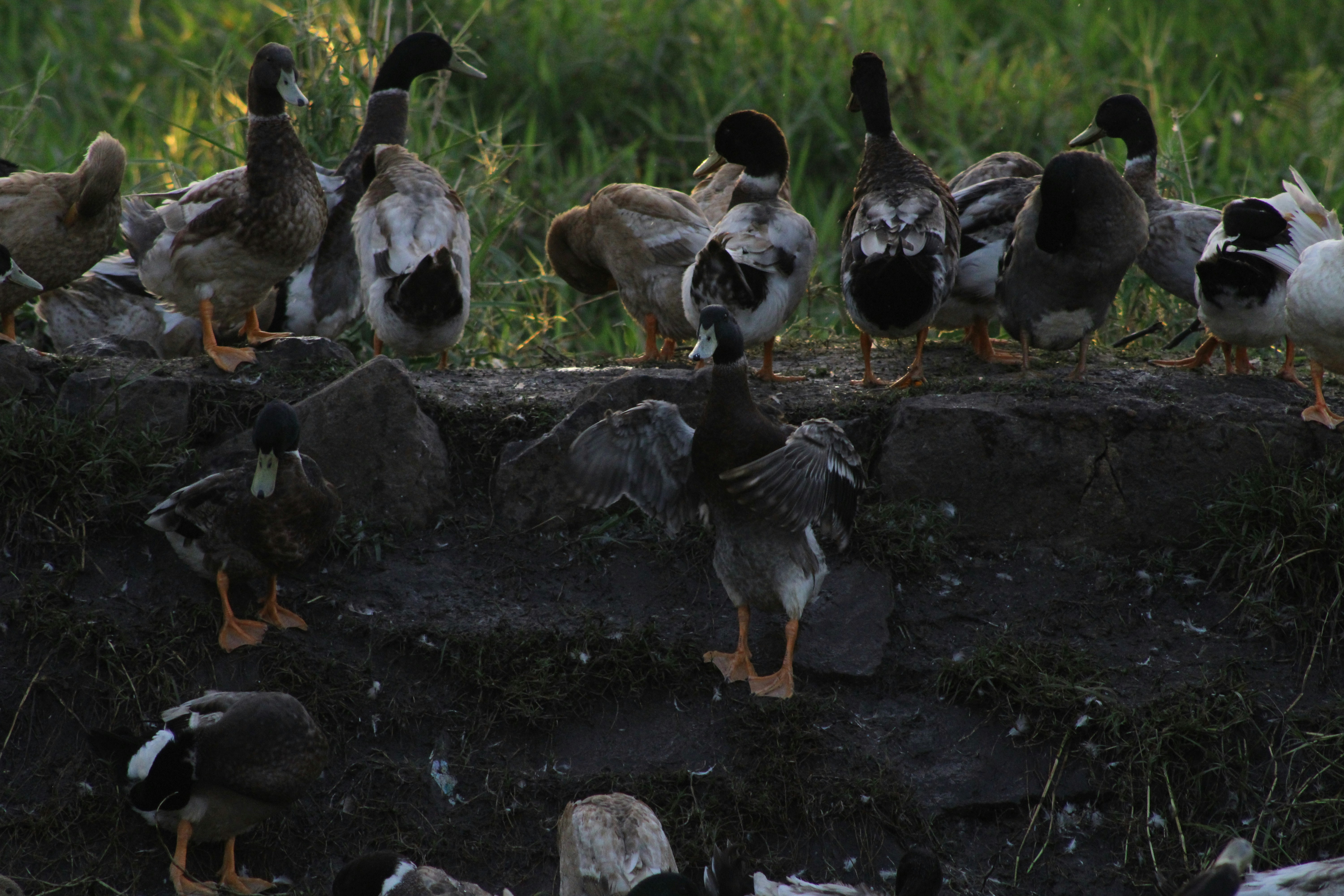 Dusk of Ducks: A Crowd on the Shadowed Embankment