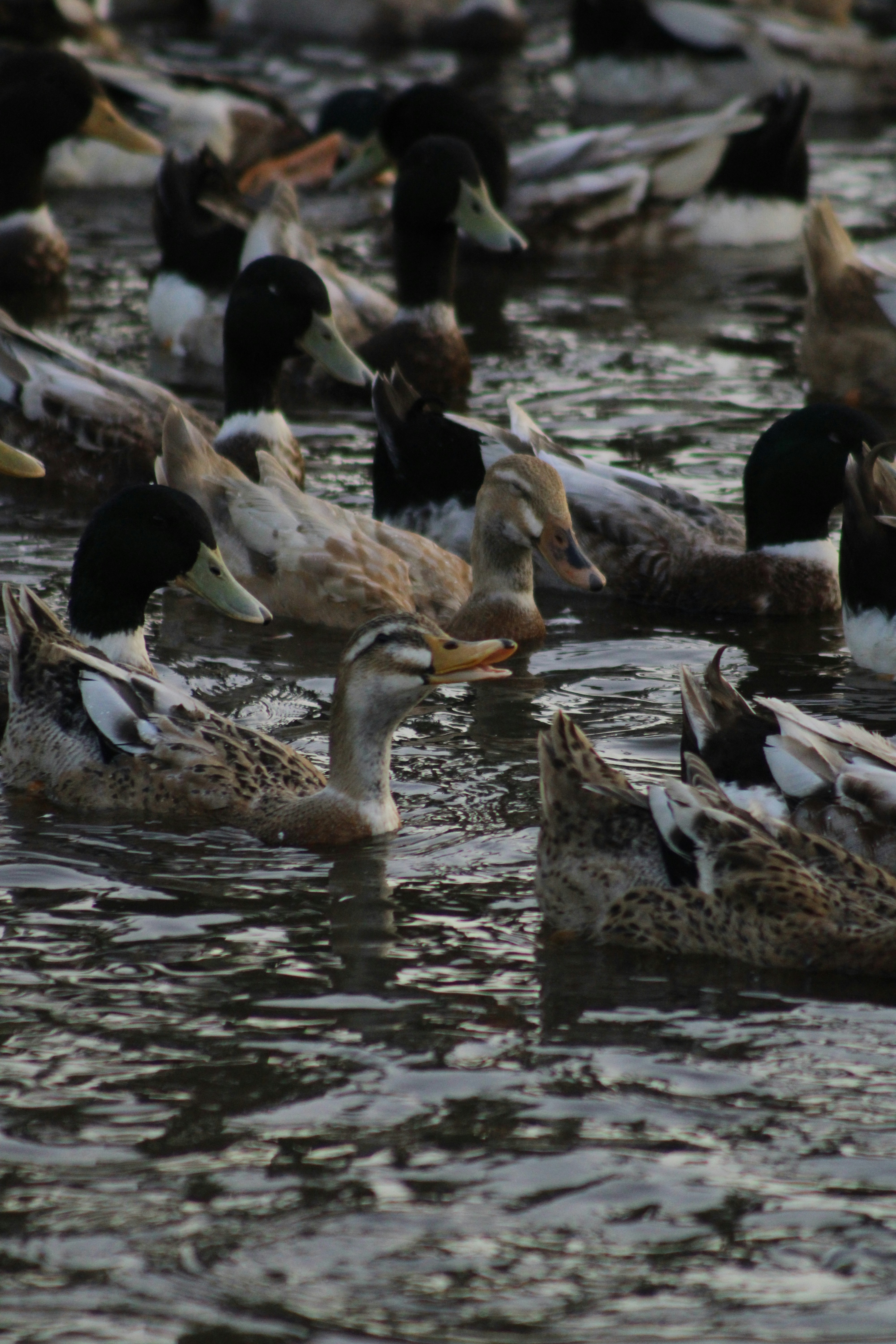 Dense flock of ducks on rippling water