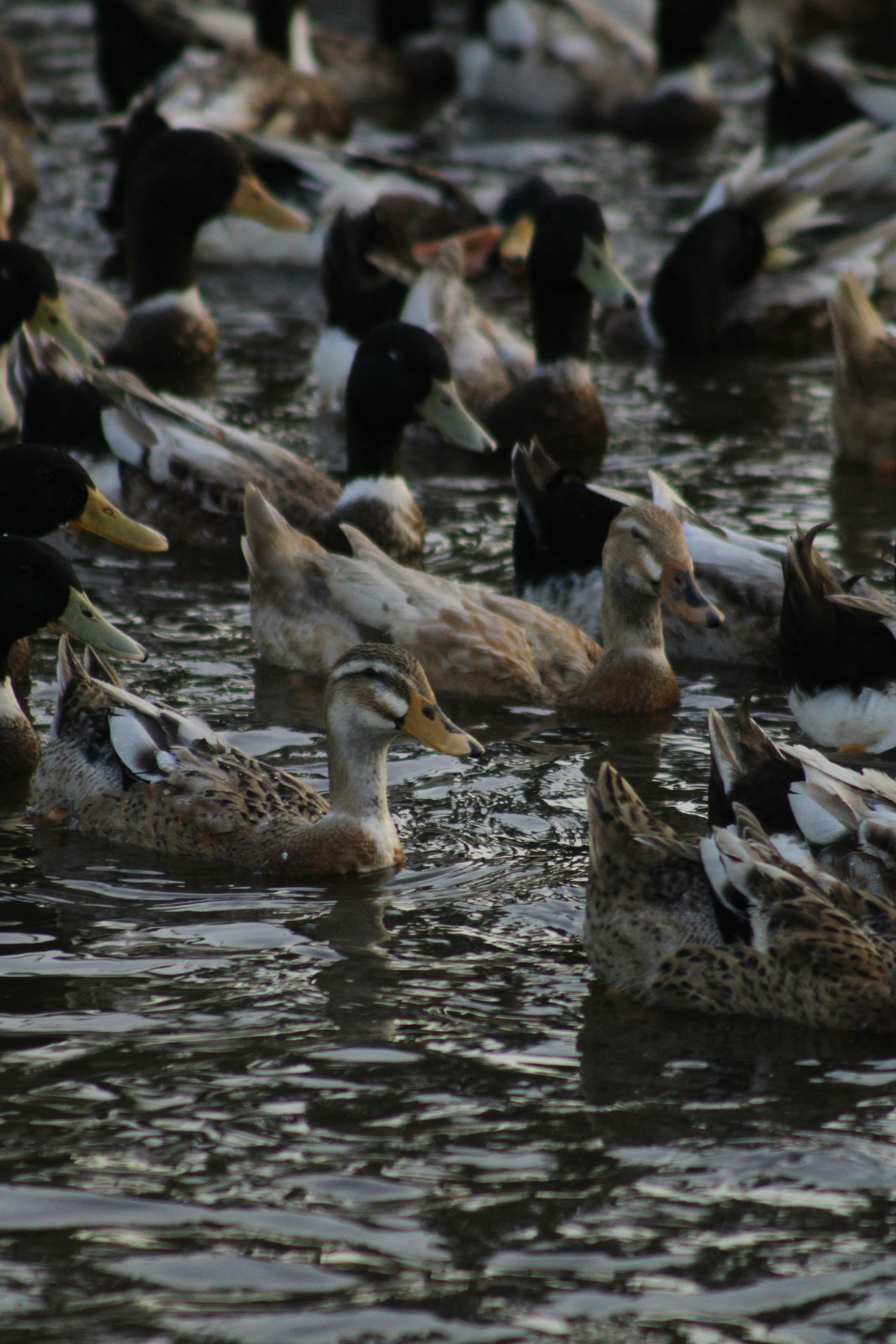 Mid-Pond Confluence: A Flock of Ducks Weighs the Day