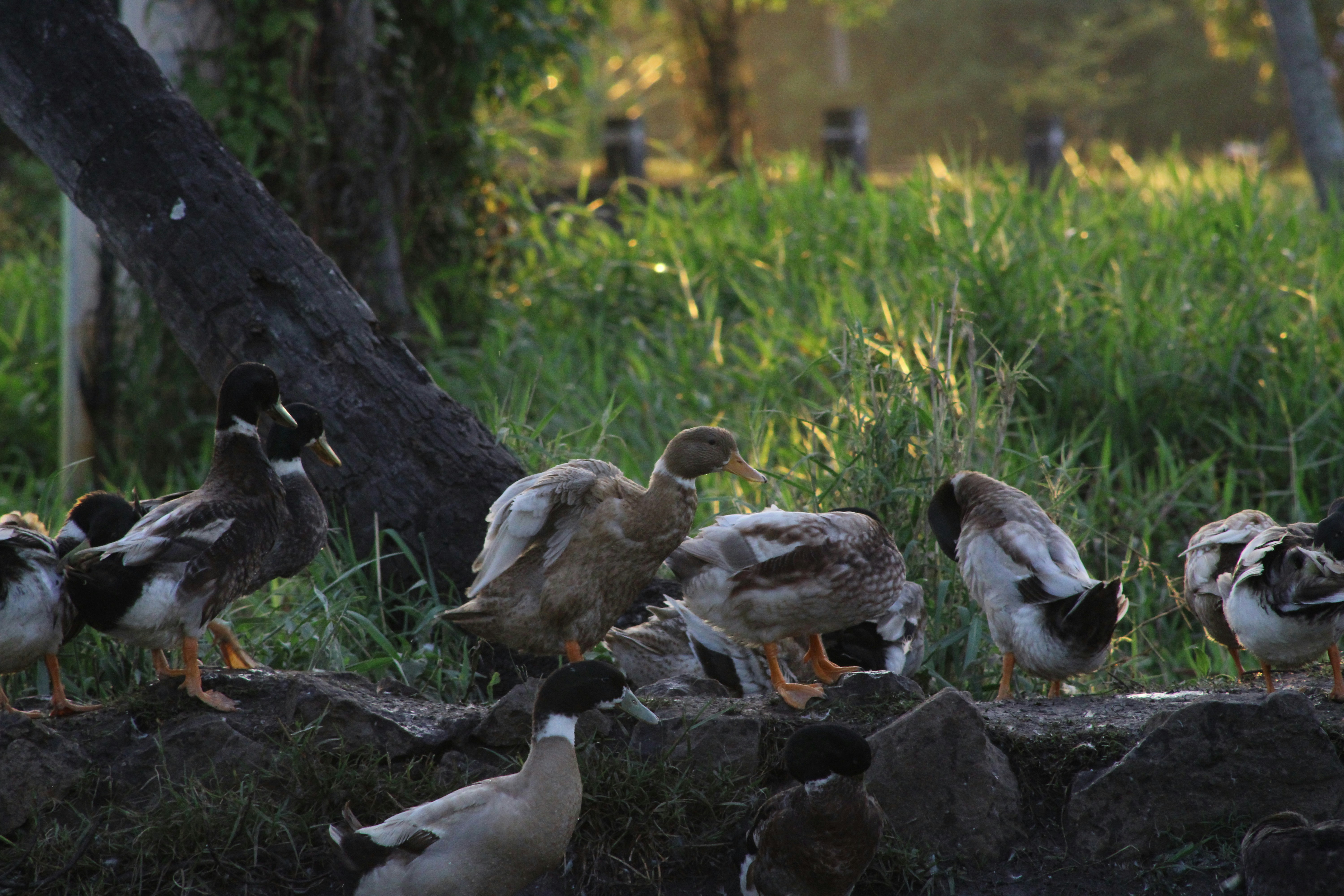 Gathering by the Stream: Ducks at the Edge of Dappled Light