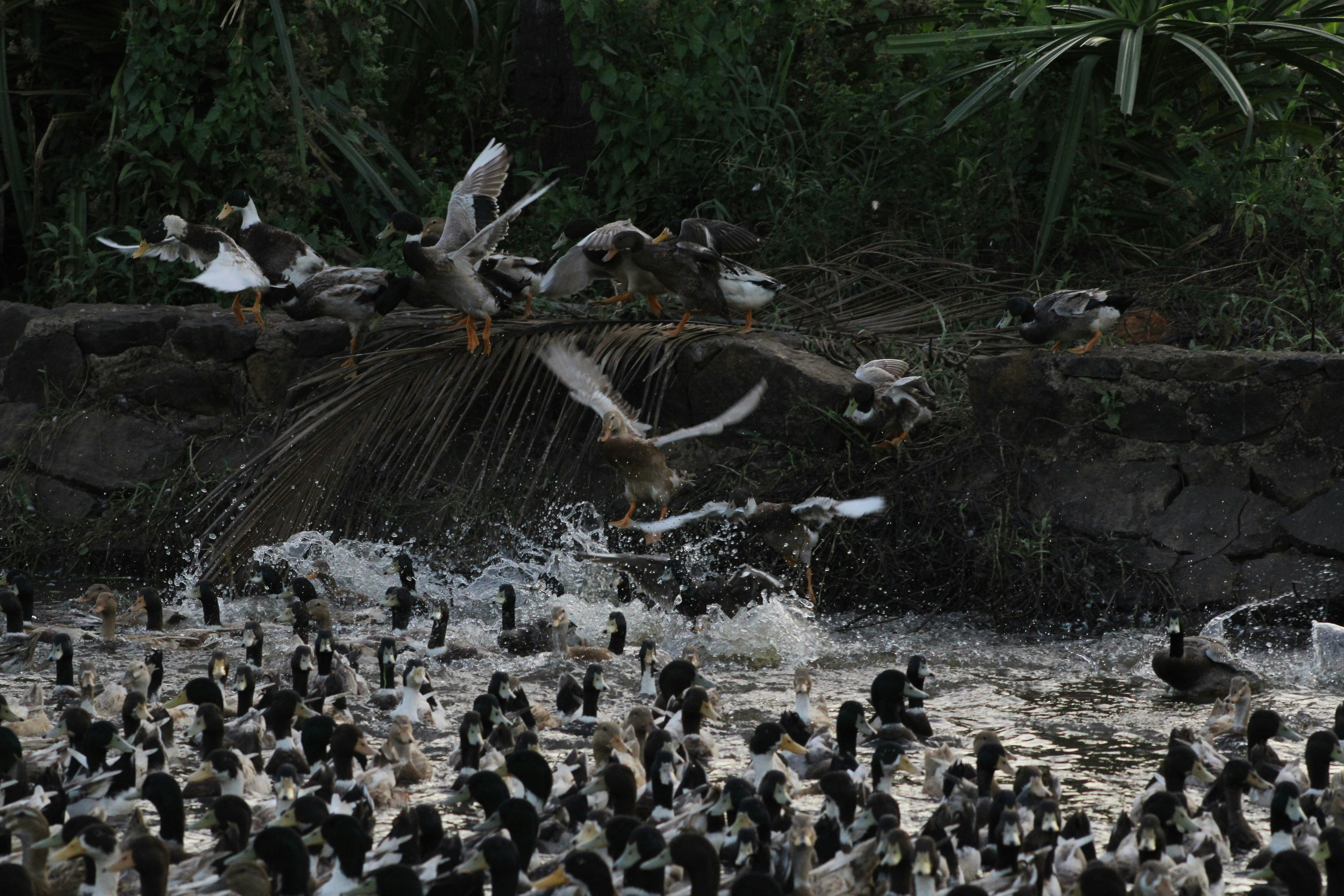 Mass Flight: Dawn Chorus Over a Swarming River