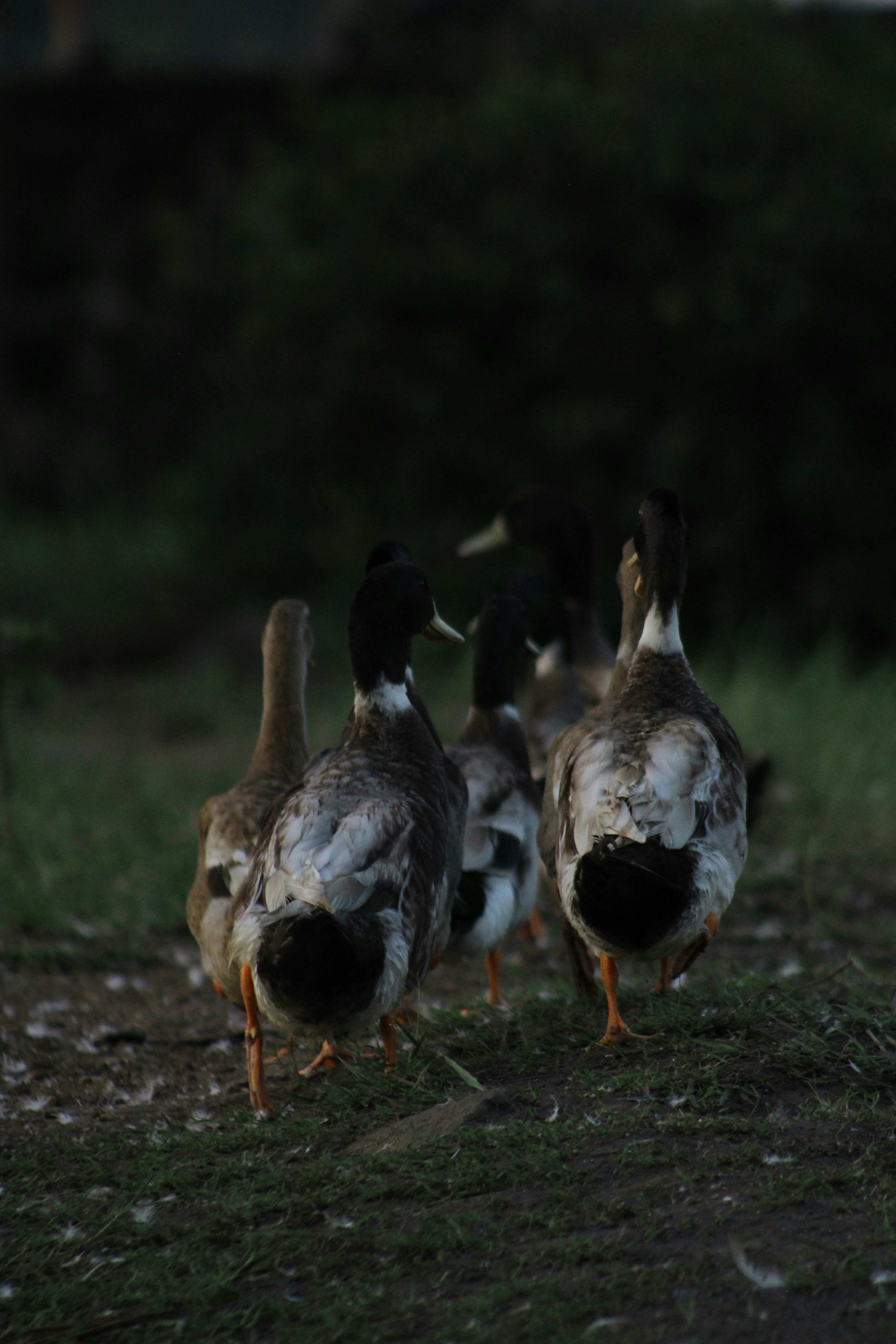 Line of Ducks in Evening Shadow