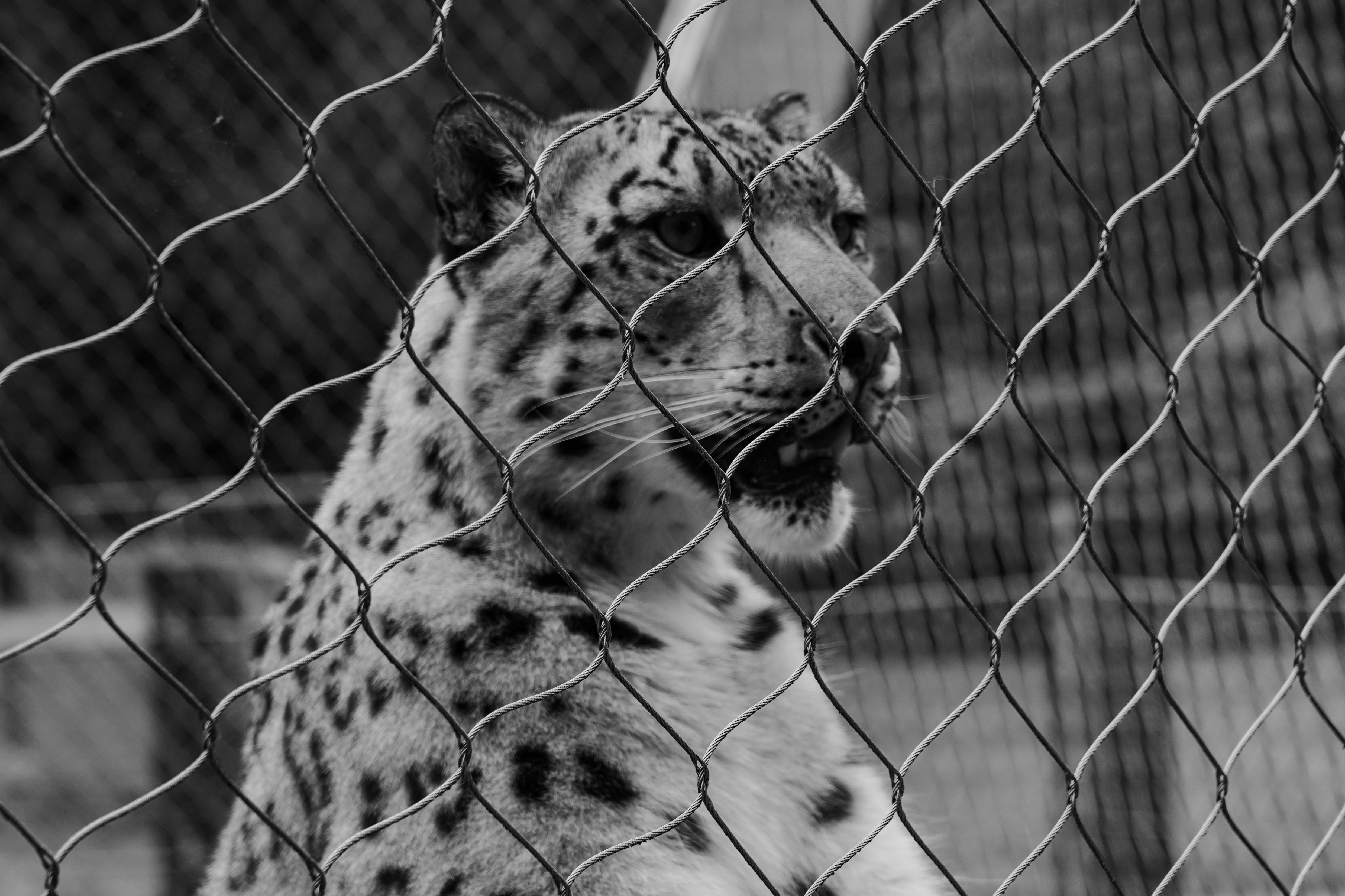 Snow Leopard Behind Fence: Quiet Glare at the Barrier