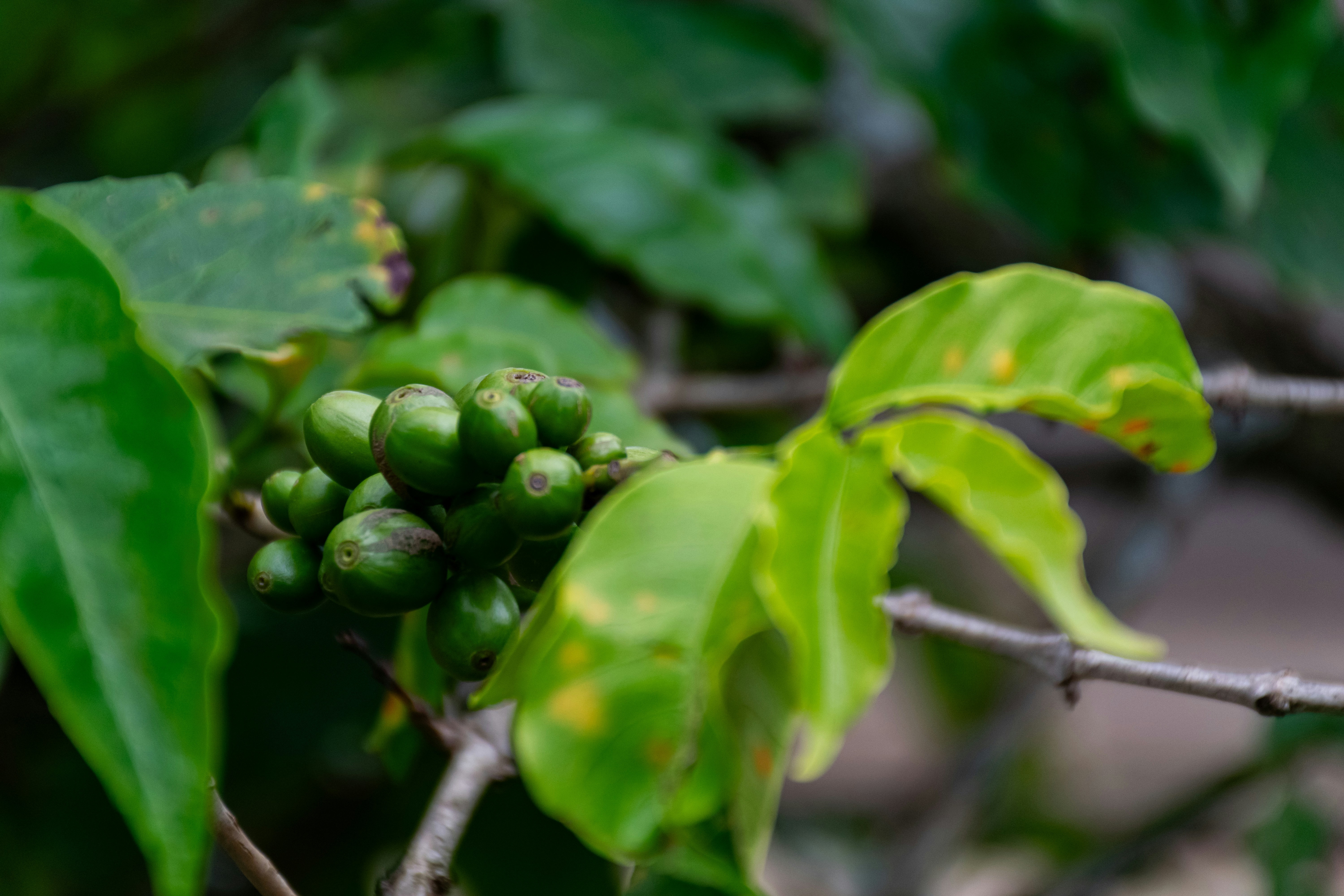 Green Coffee Berries on a Sprawling Branch