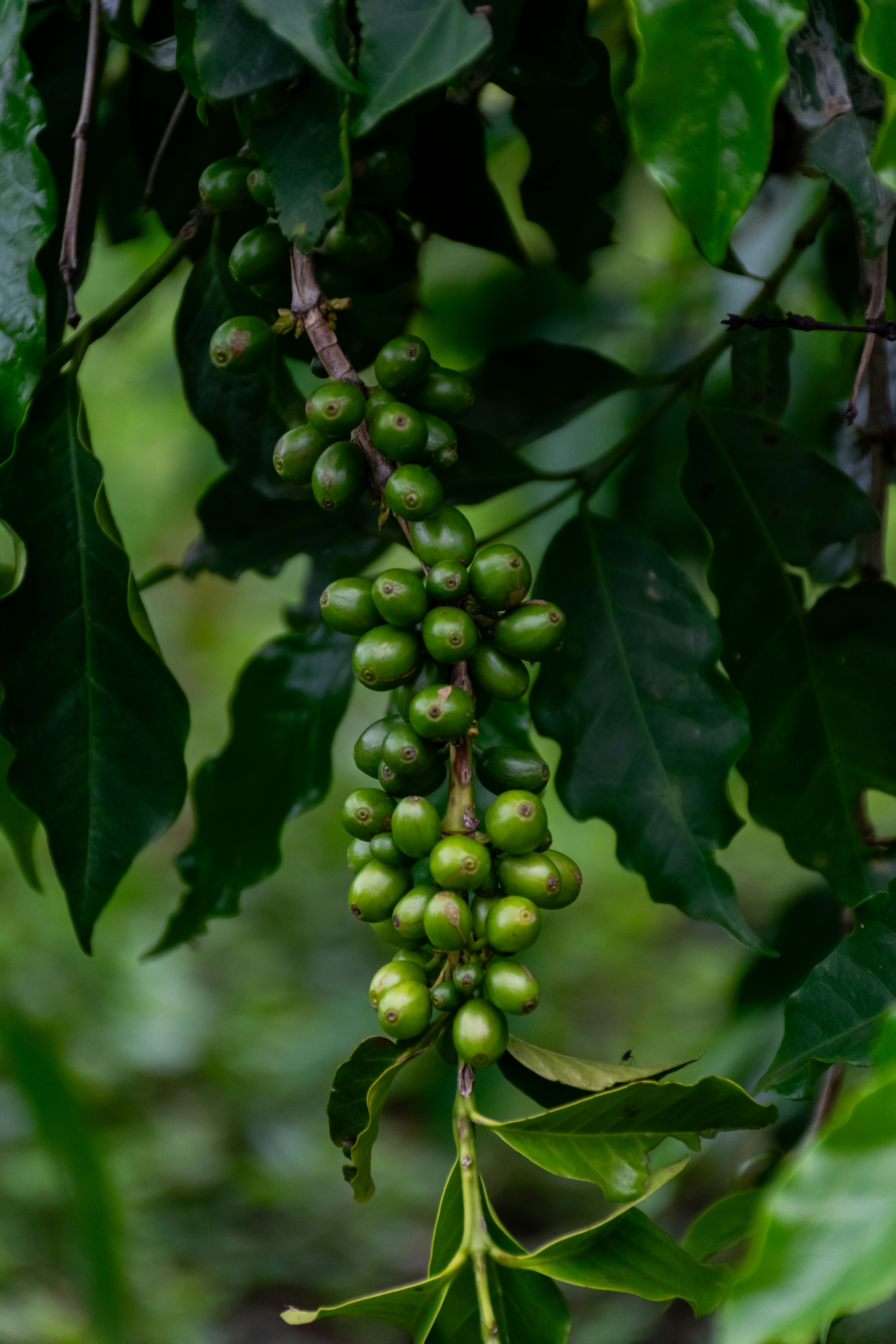 A vertical cascade of unripe coffee-like berries on a glossy green stem