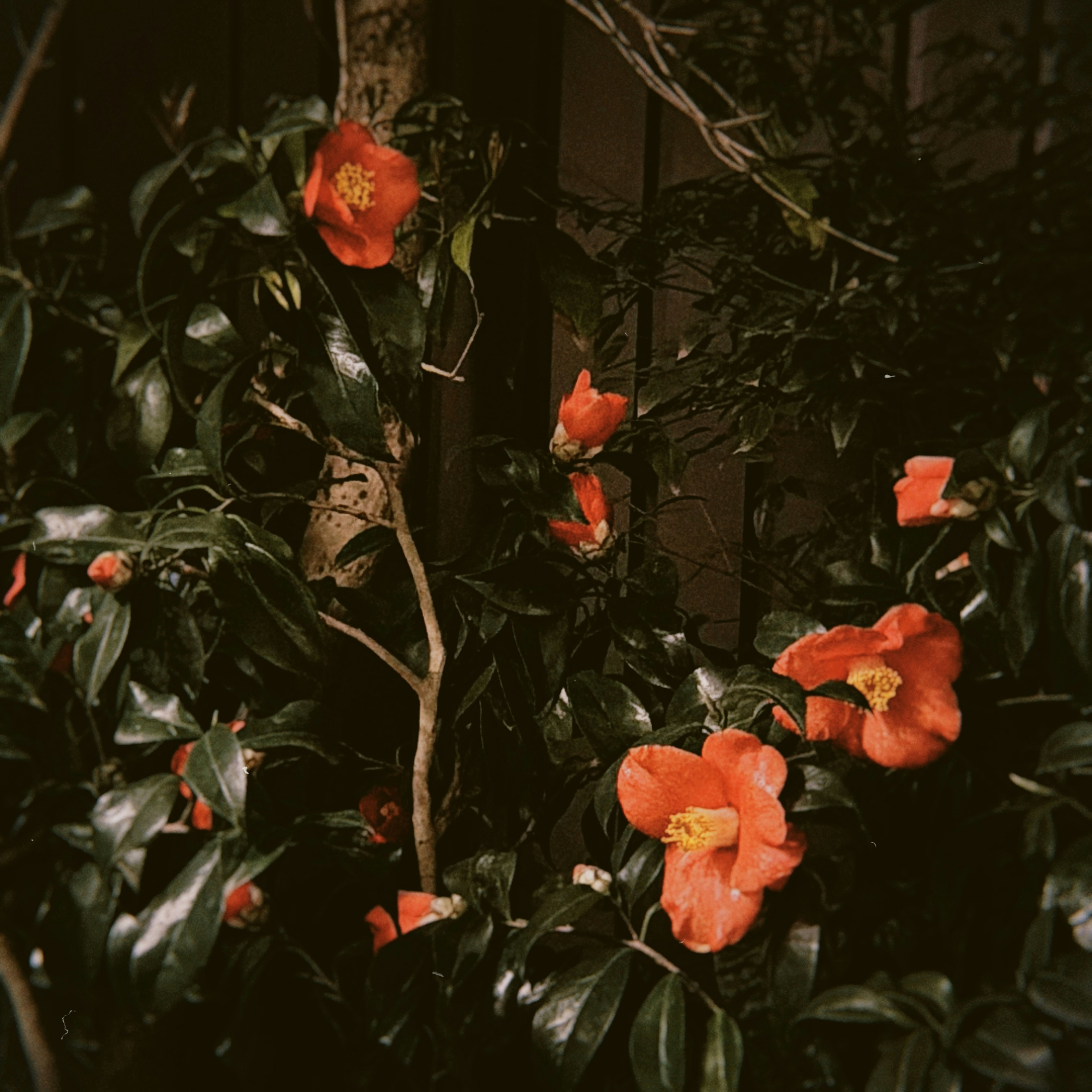 Crimson Camellias in Shadowed Garden
