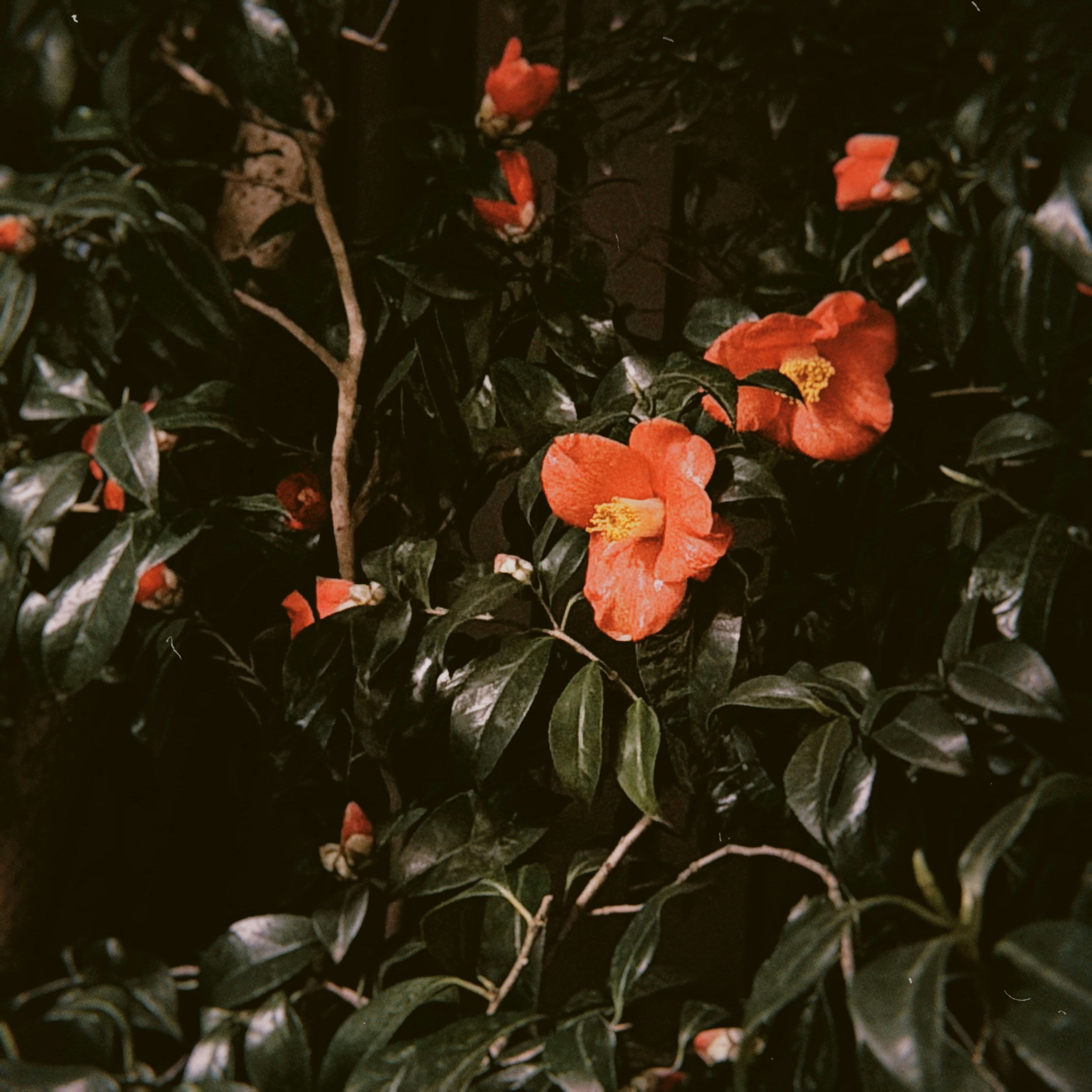 Scarlet Bloom Amid Dark Leaves