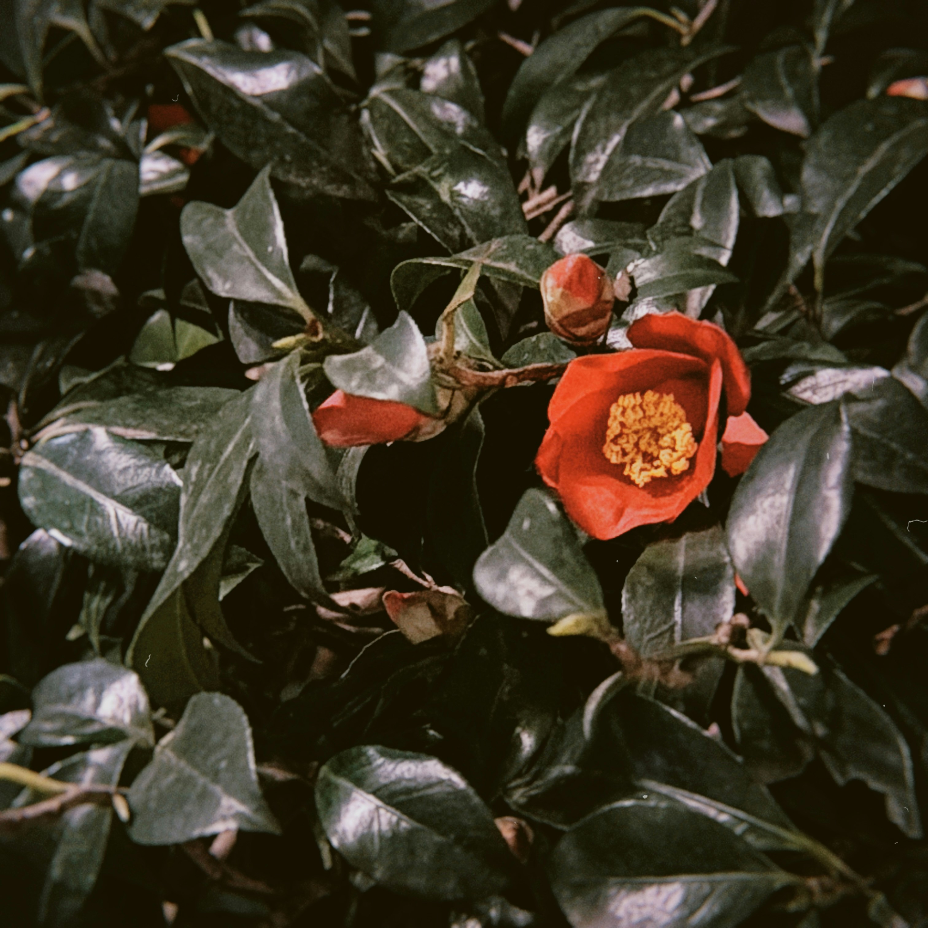 Scarlet Bloom in a Sea of Dark Leaves
