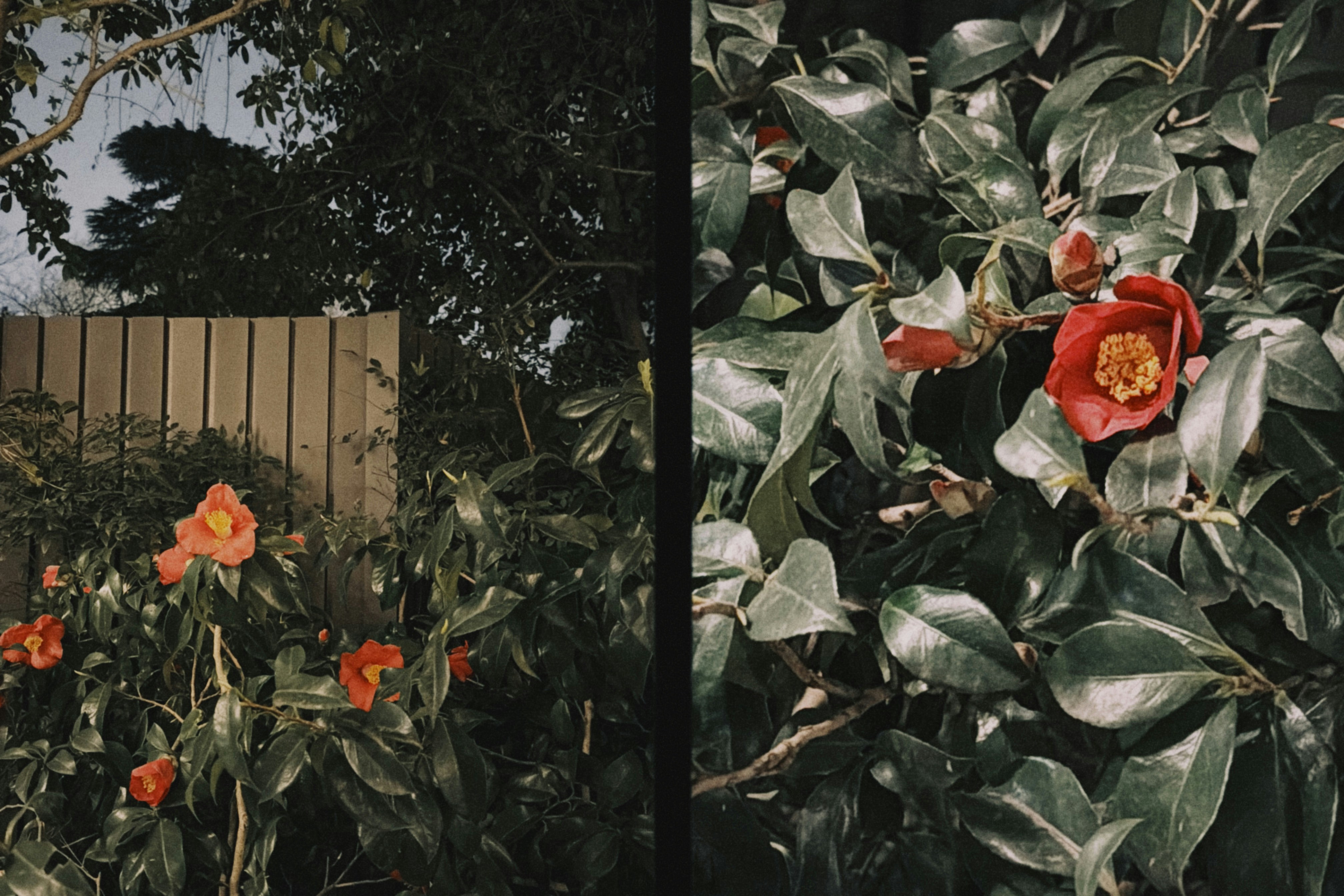 Red bloom amid garden shadows: a split view of two camellias