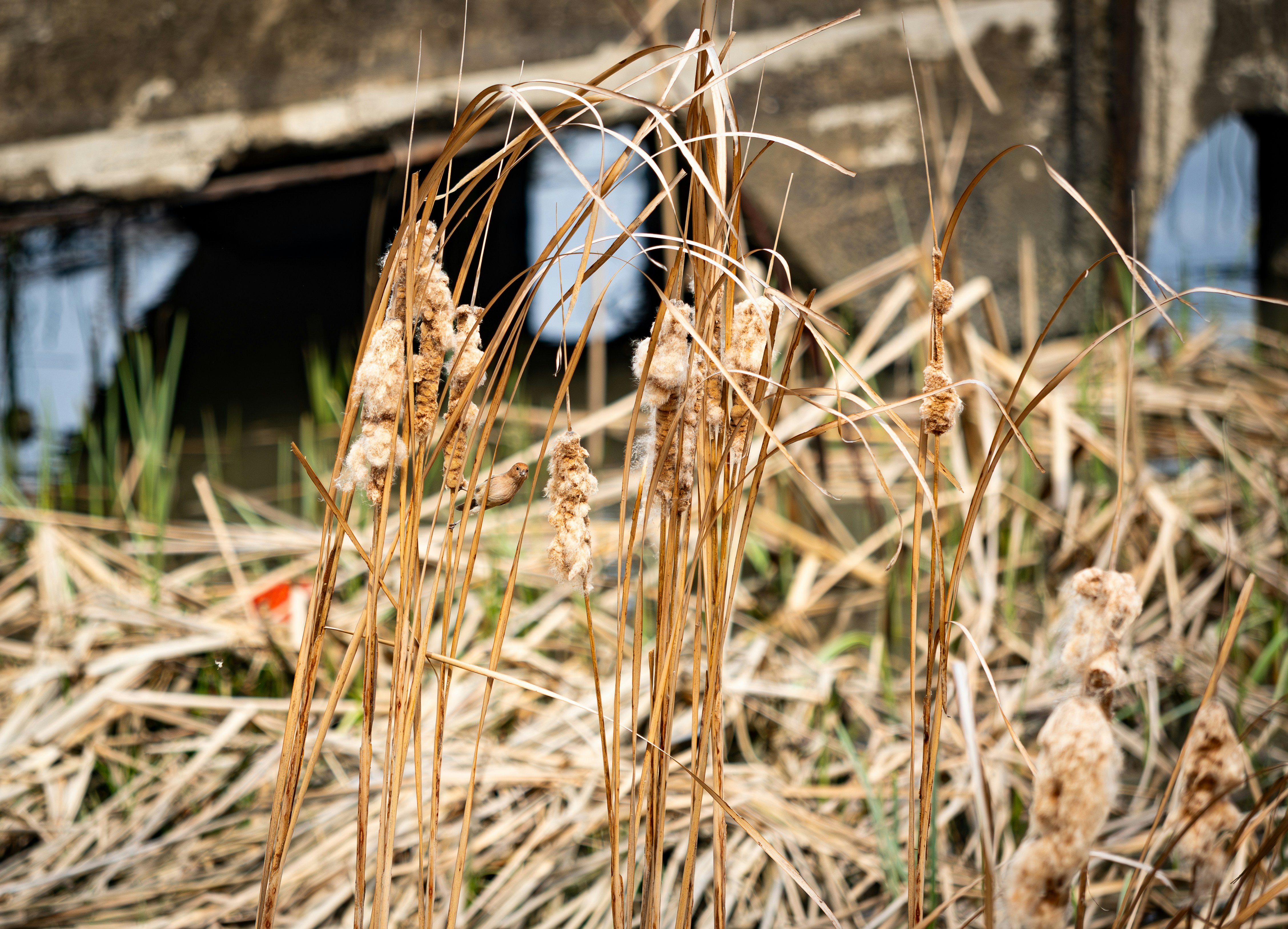 Dry reed cluster foreground with a weathered masonry backdrop